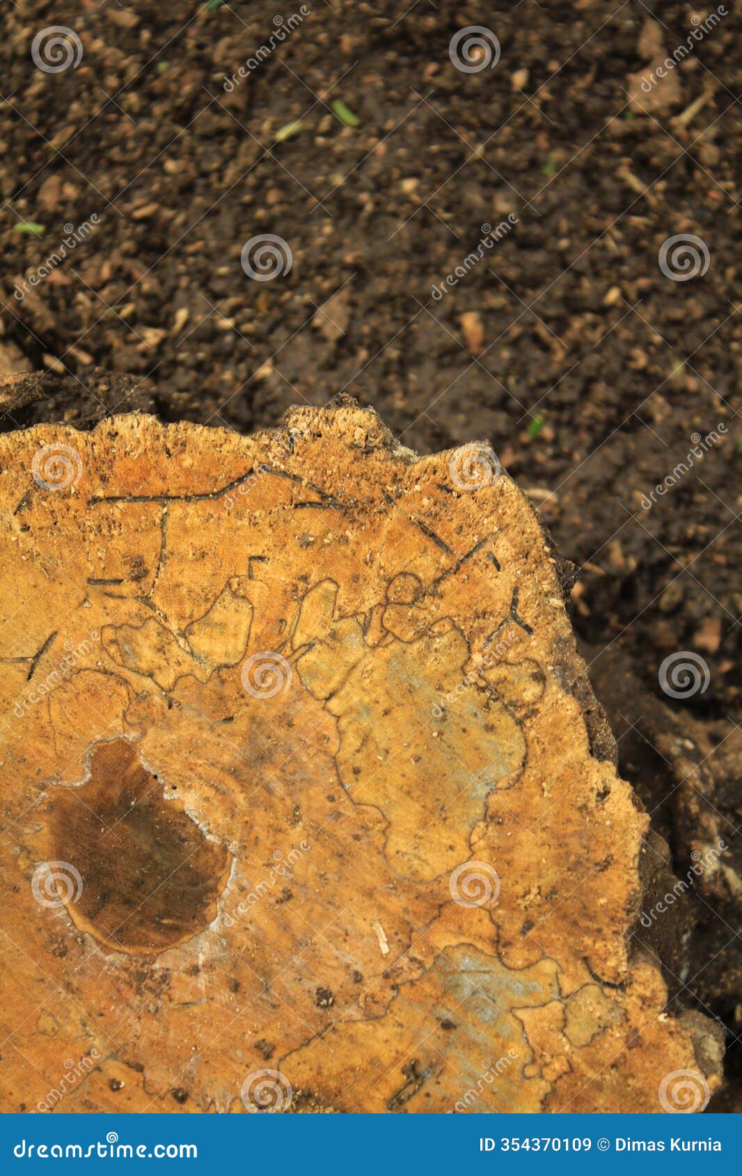 Mango Tree Trunk Pieces that Have Aged and Textured To Form a Unique ...