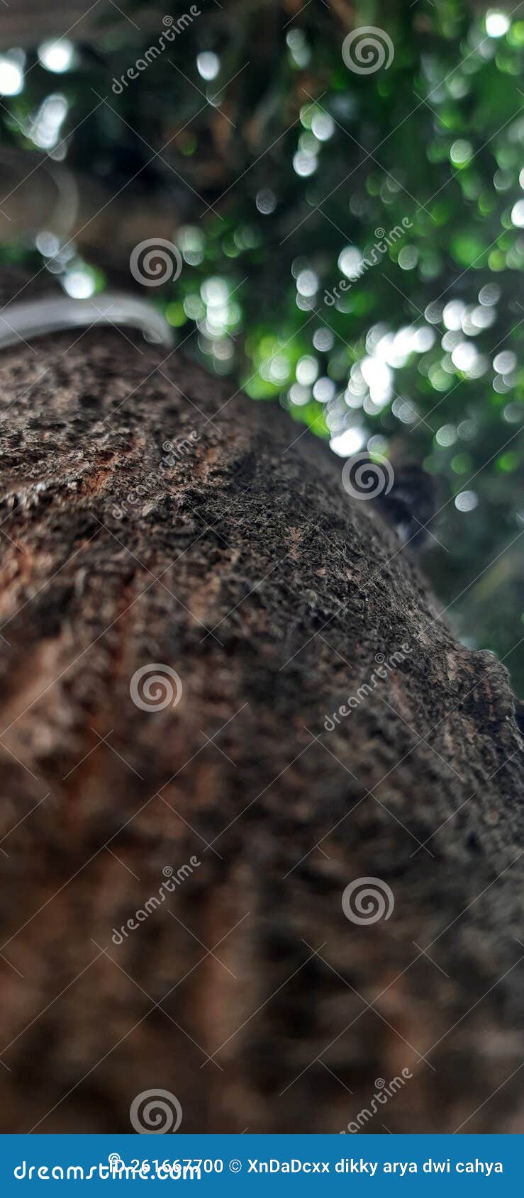 Mango tree trunk stock photo. Image of plant, autumn - 261667700