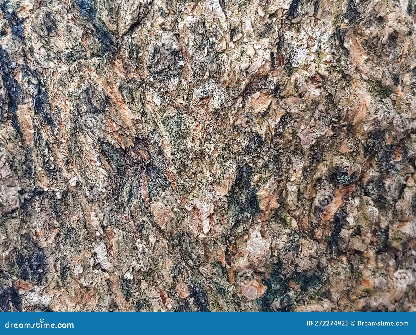 Mango tree trunk texture stock image. Image of plant - 272274925