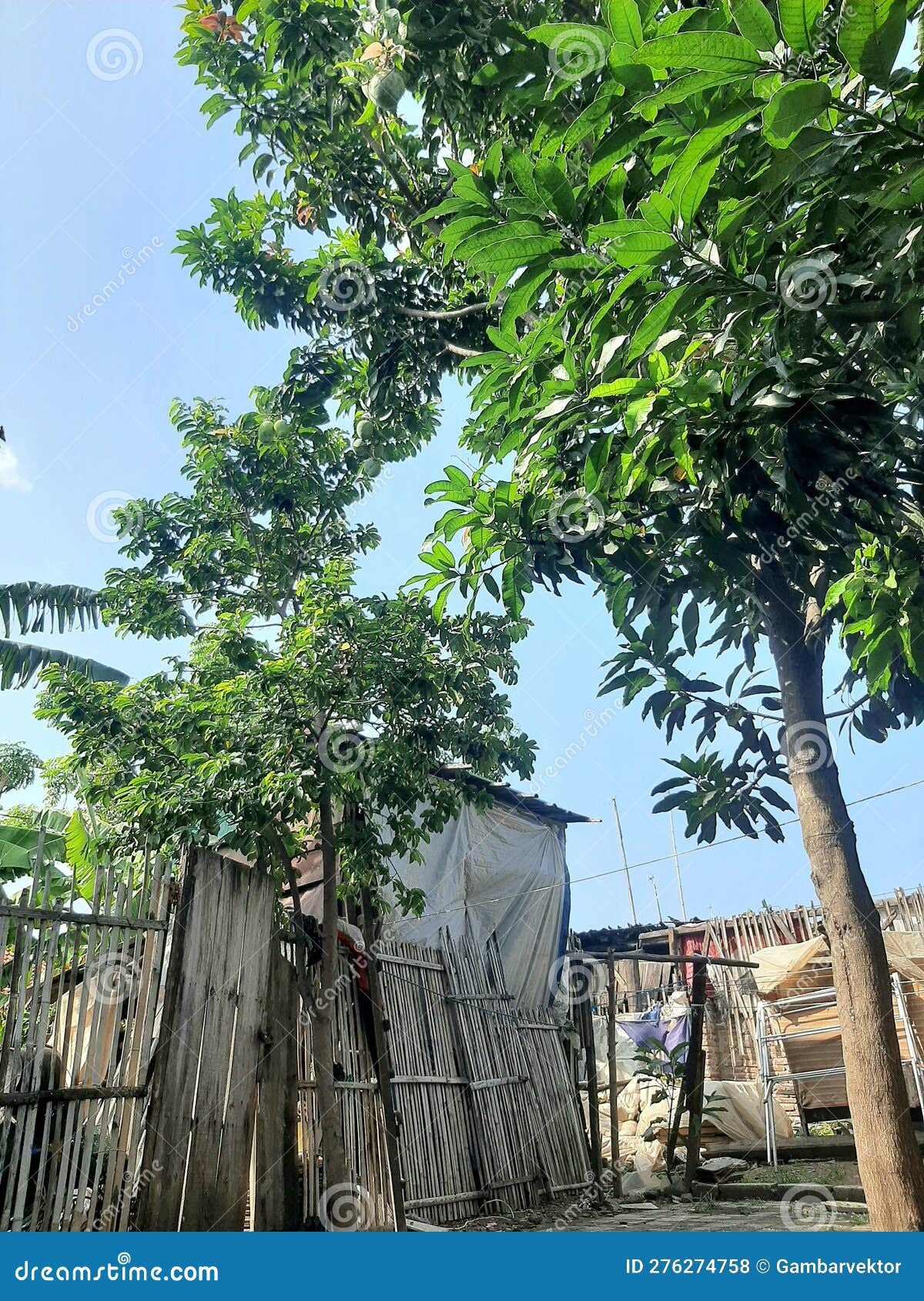 Mango Tree Trunk in the Yard Soaring High Stock Photo - Image of yard ...