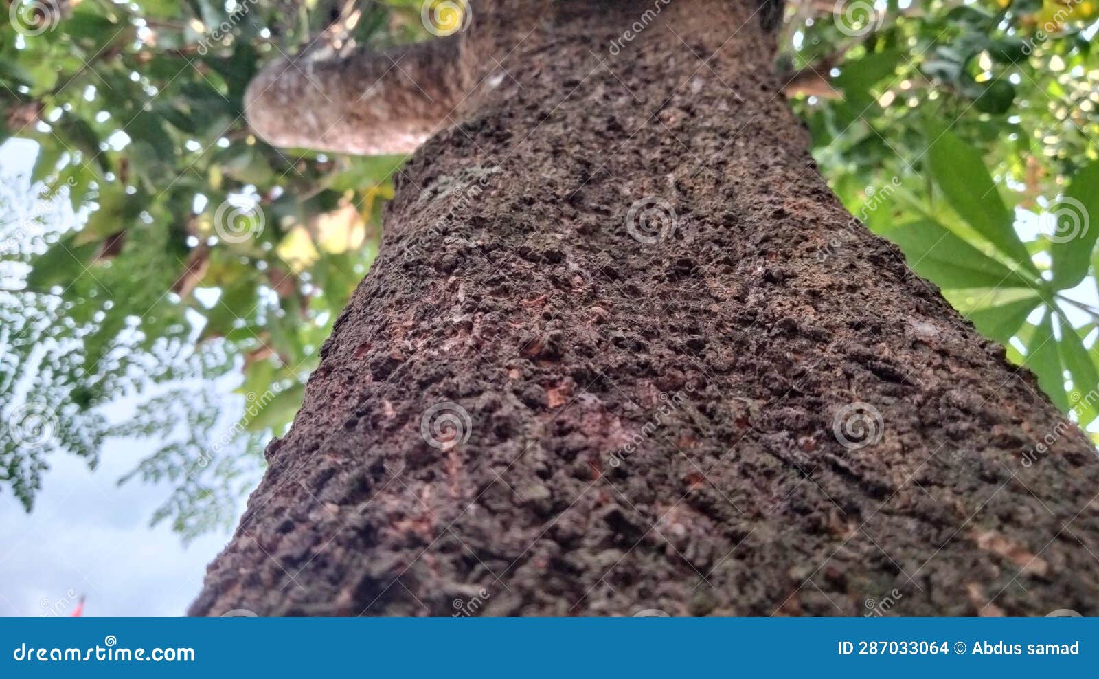 Mango Tree Trunks and Branches and Leaves that Shade from the Sun Stock ...