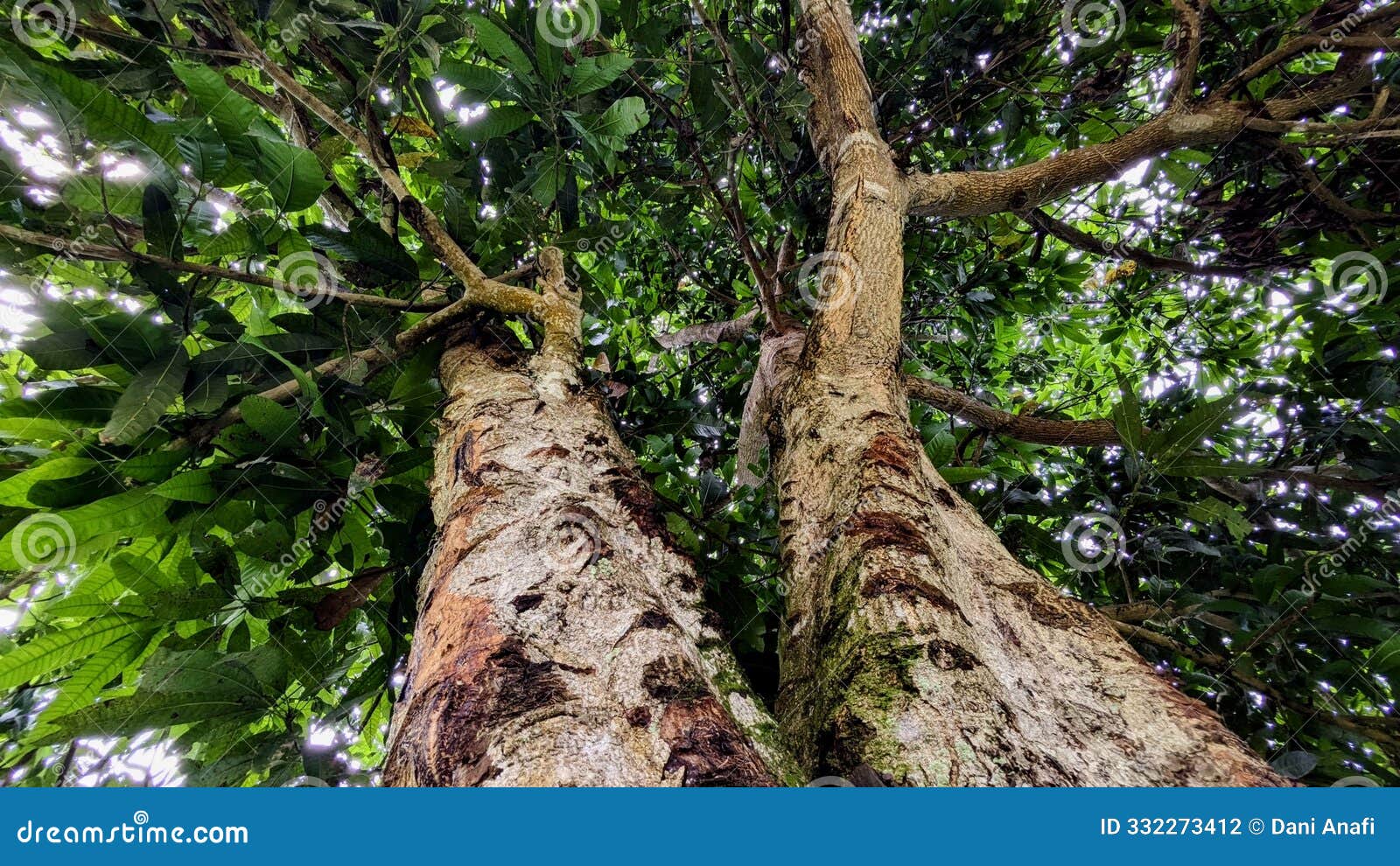2 Mango Tree Trunks and Thick Leaves. Stock Photo - Image of tree ...