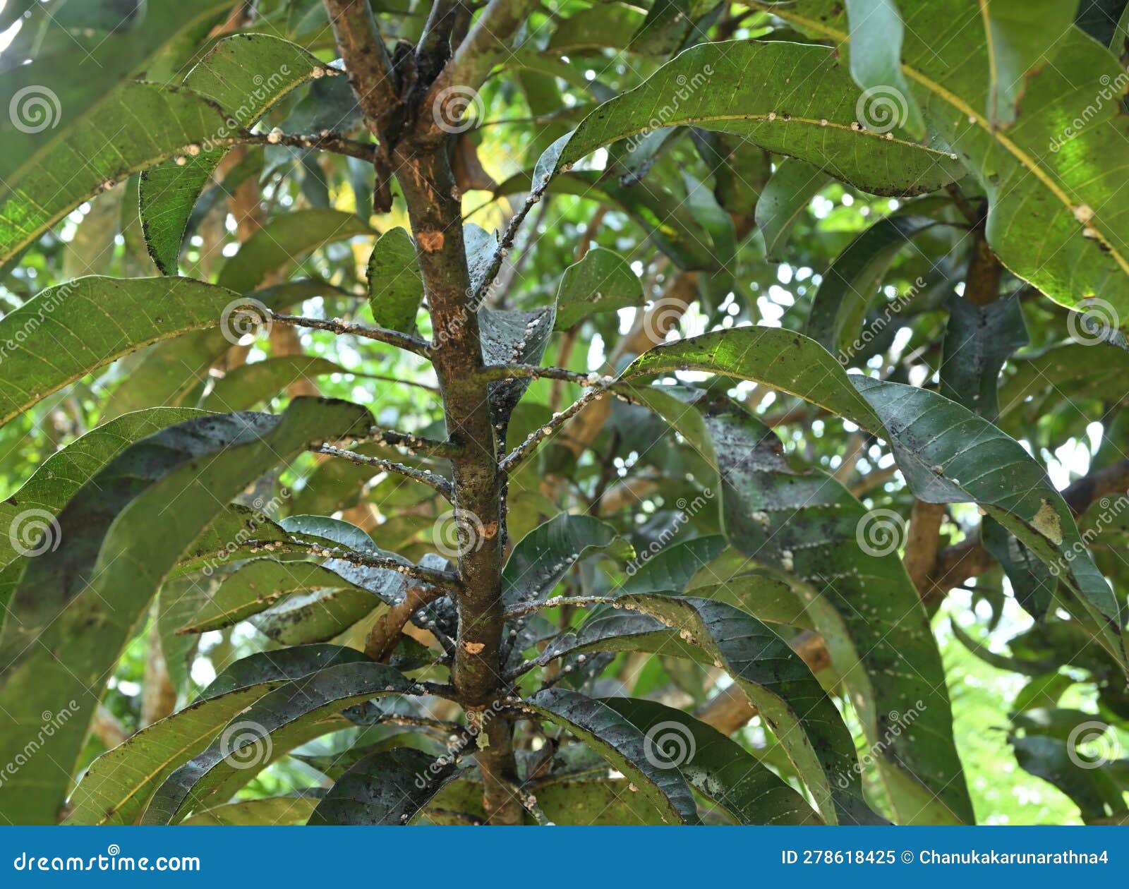 A Mango Tree Twig with the Group of Scale Insects Living on the Stem ...