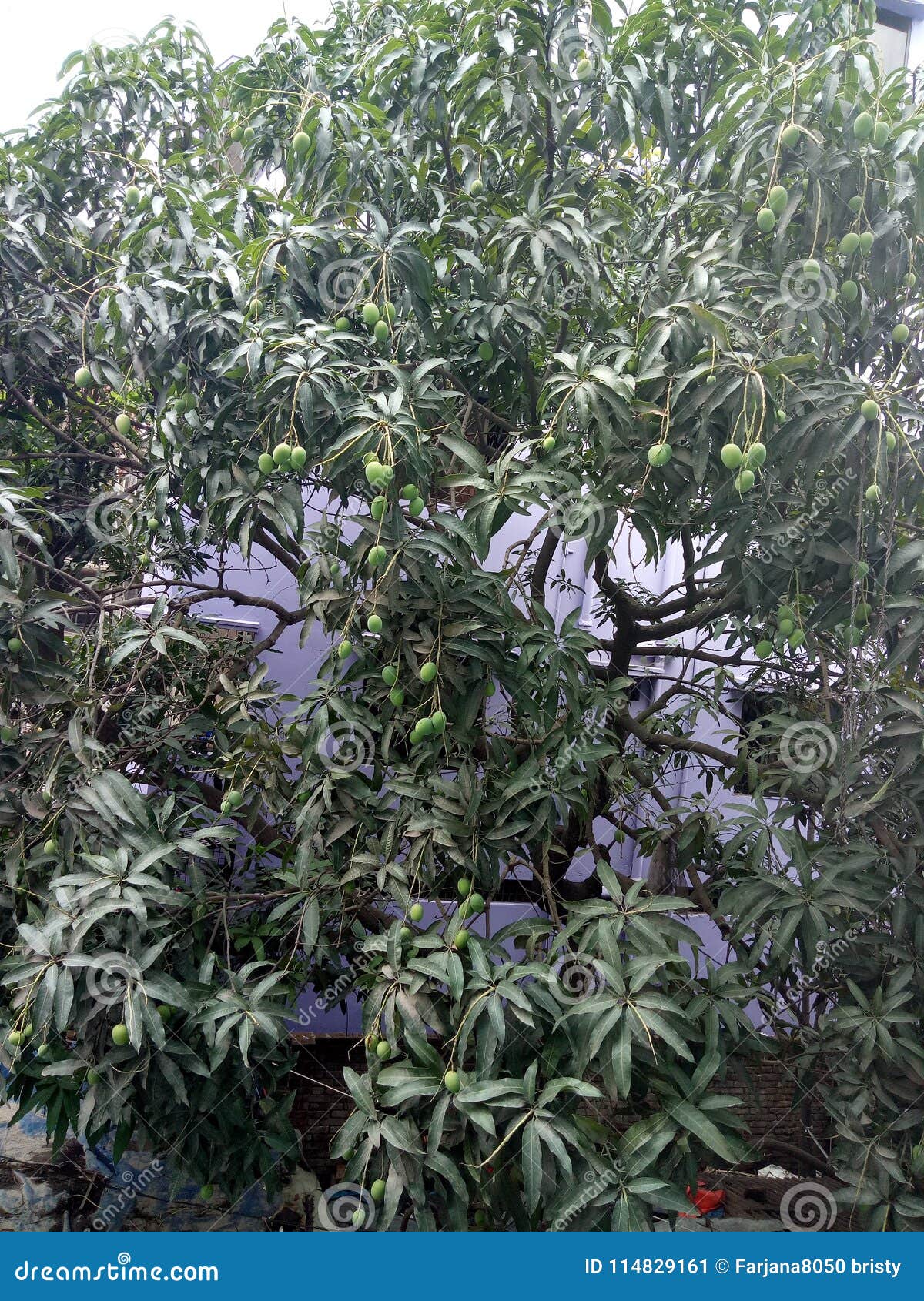 A stock image. Image of mango, nice, tree, mangoes - 114829161