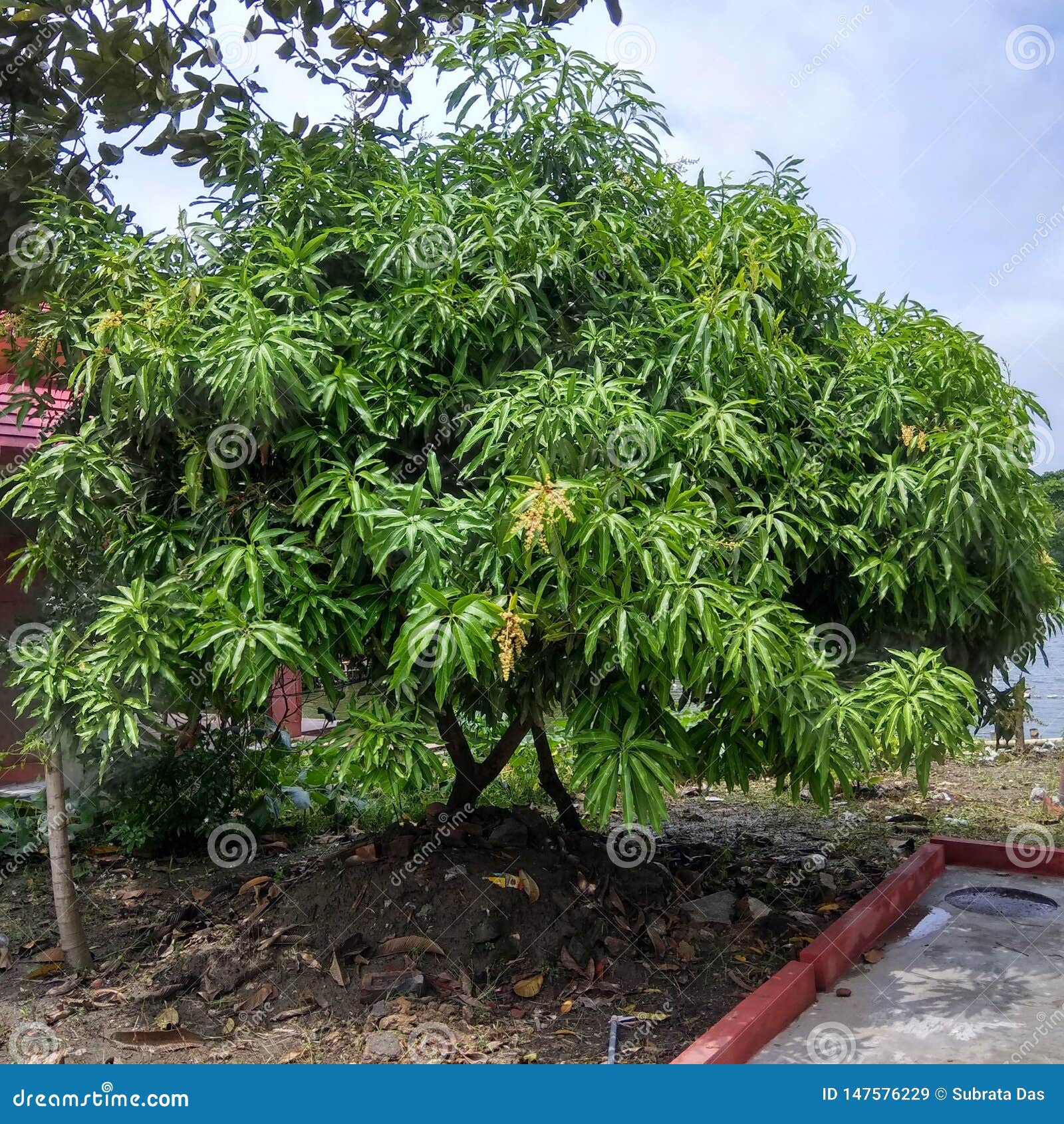 This Mango Tree is Very Nice. Stock Image - Image of mango, leaves ...