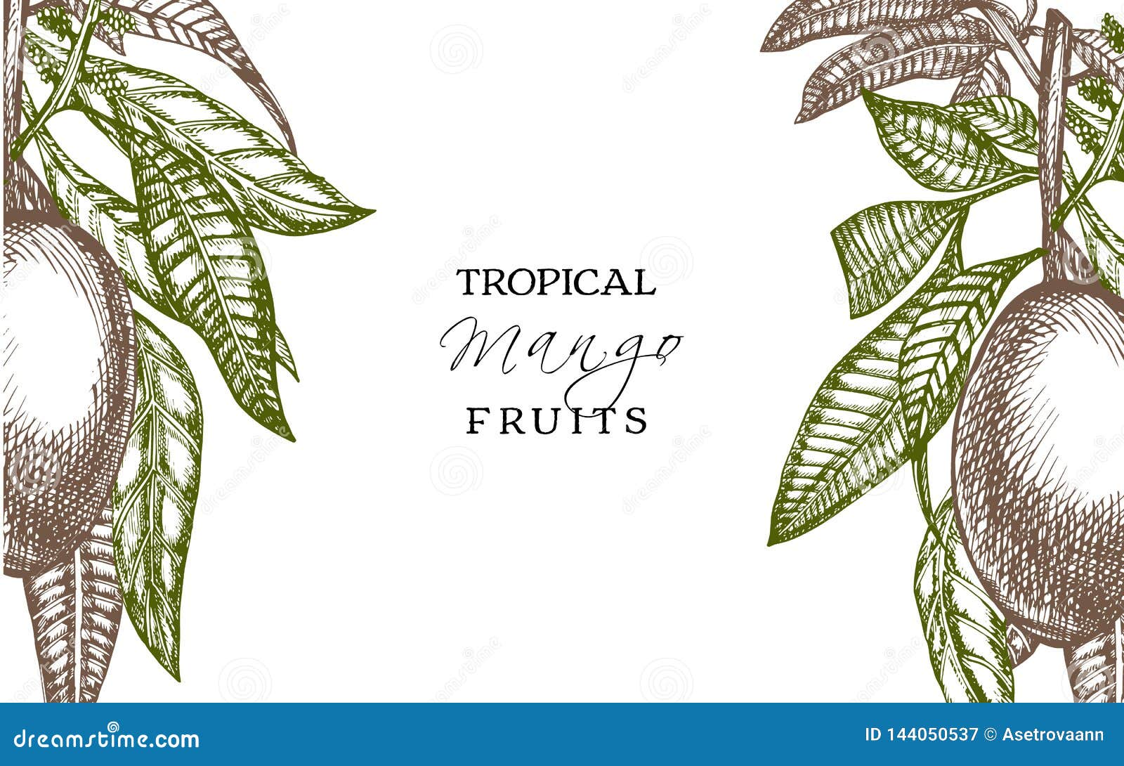 Mango Tree Vintage Design Template. Botanical Mango Fruit Frame ...