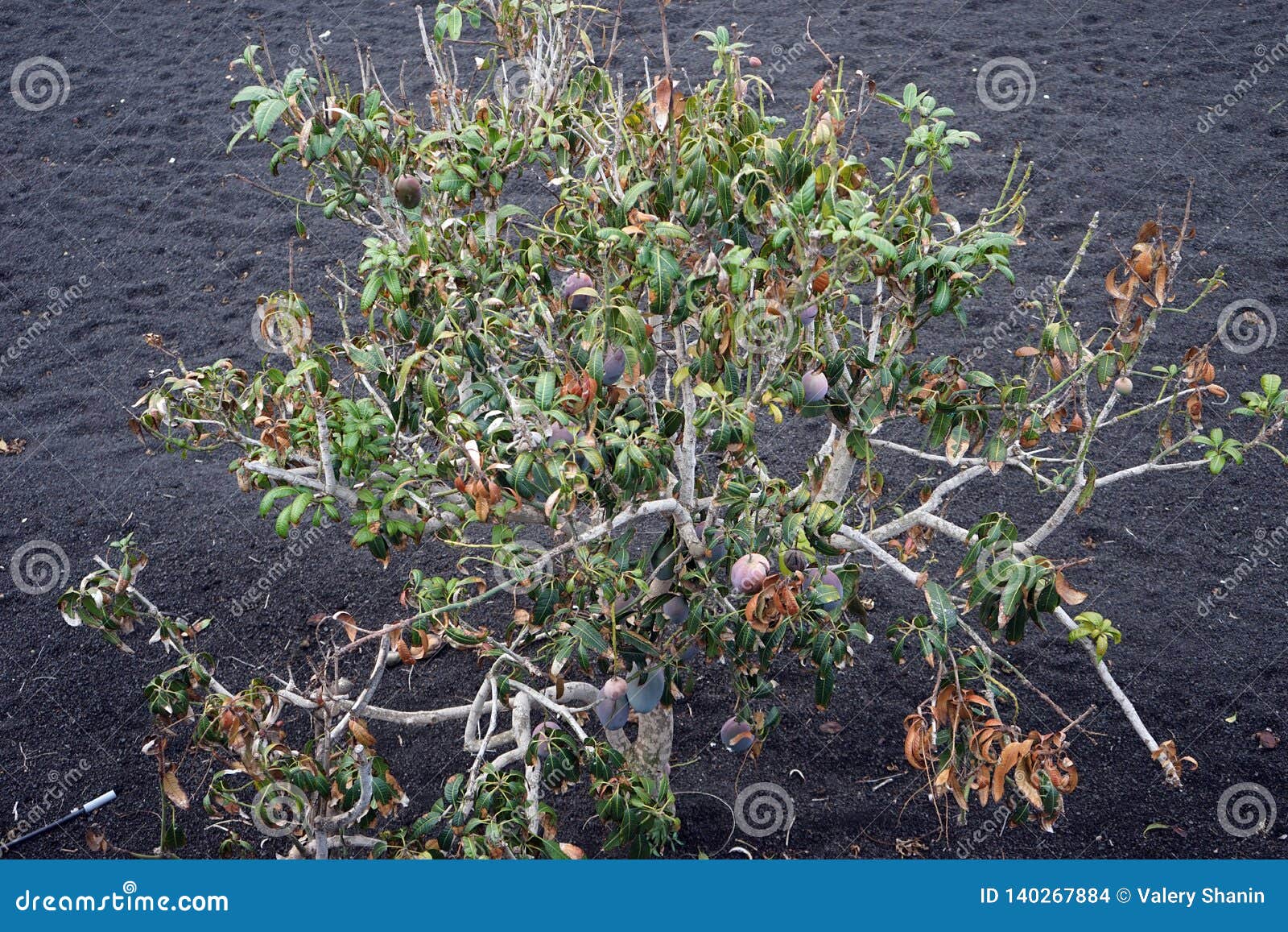 Mango tree stock photo. Image of green, trunk, black - 140267884