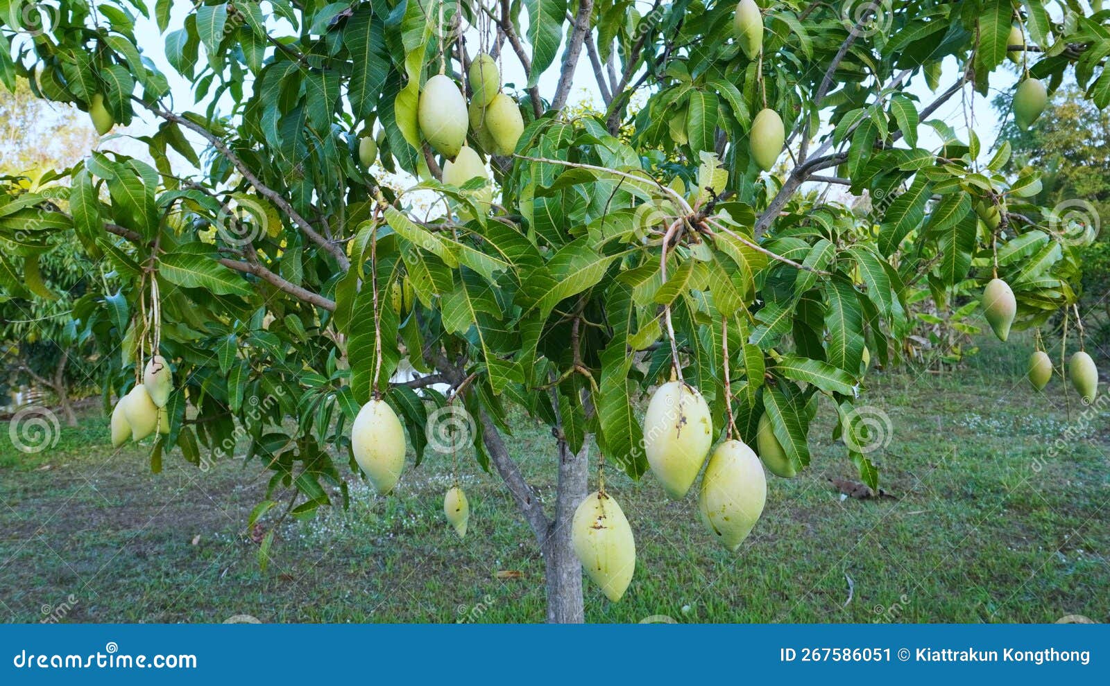 Mango tree stock image. Image of blossom, nature, backyard - 267586051