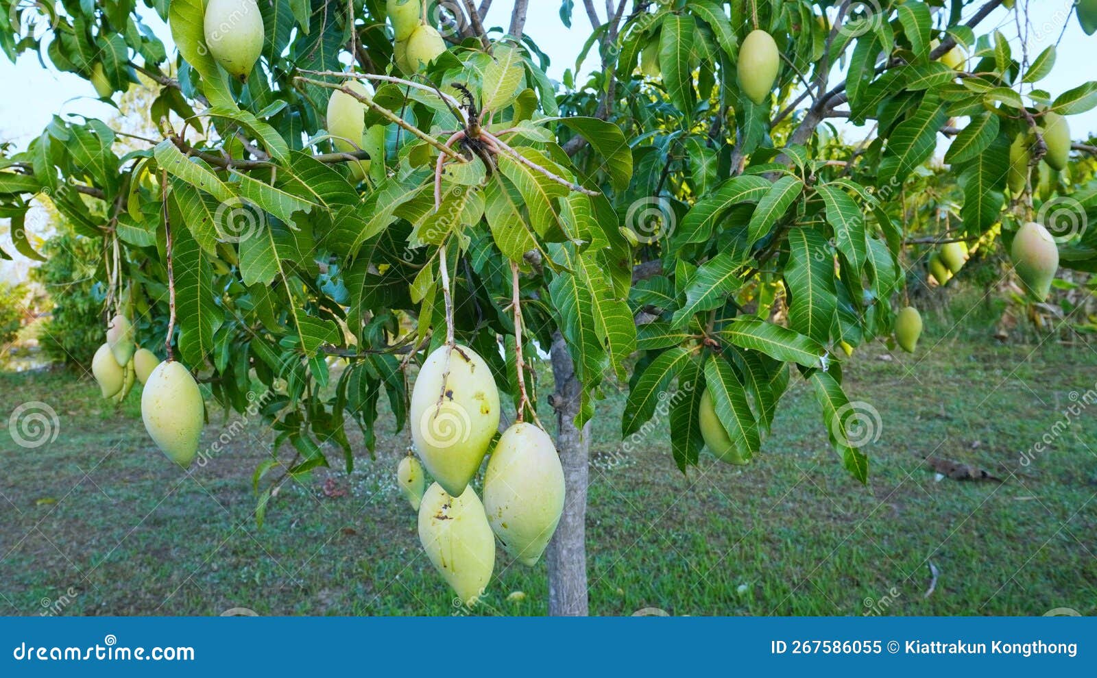Mango tree stock image. Image of food, evergreen, planted - 267586055