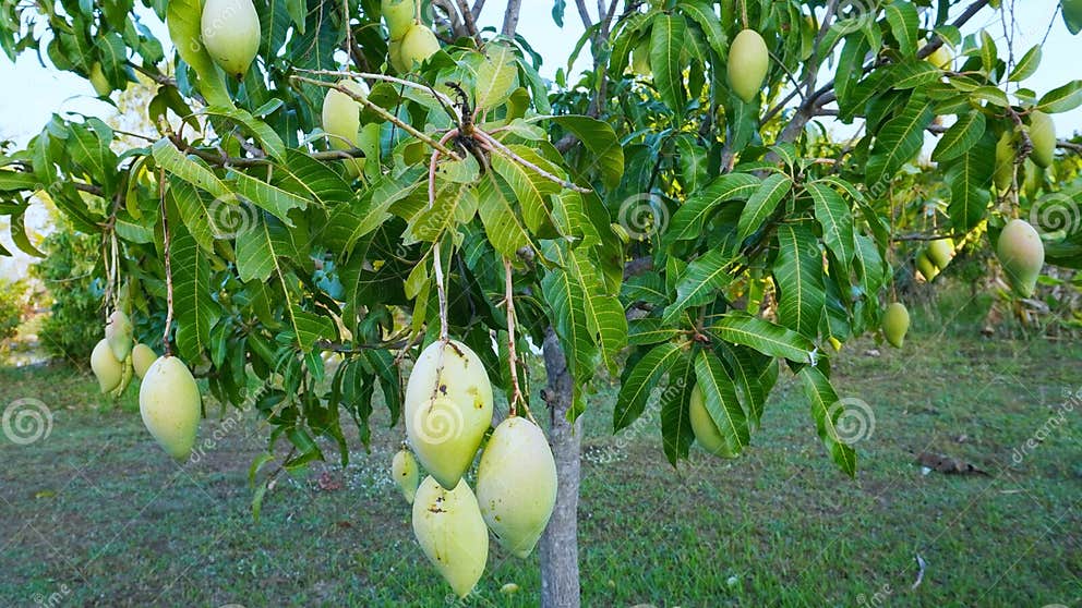 Mango tree stock image. Image of food, evergreen, planted - 267586055