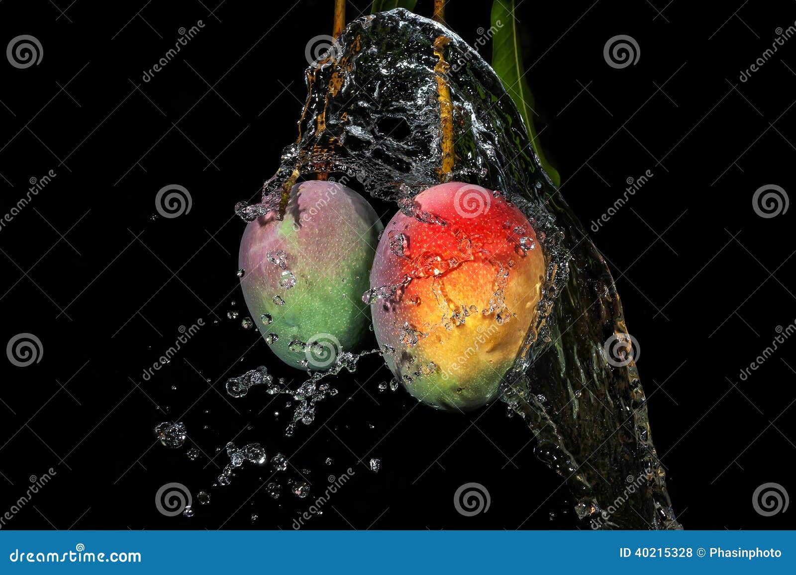 Mango on Tree with Water Splash Stock Photo - Image of healthy, black ...