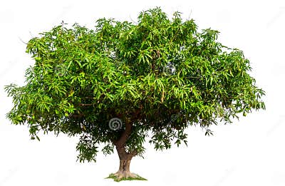 Mango Tree on White Background with Clipping Path Stock Photo - Image ...