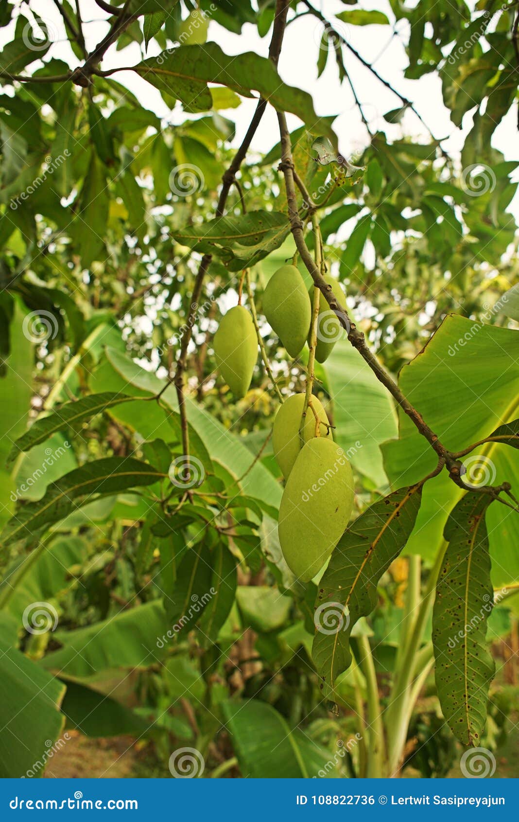 Mango Tree, Young Fruit Stage Stock Photo - Image of food, plantation ...