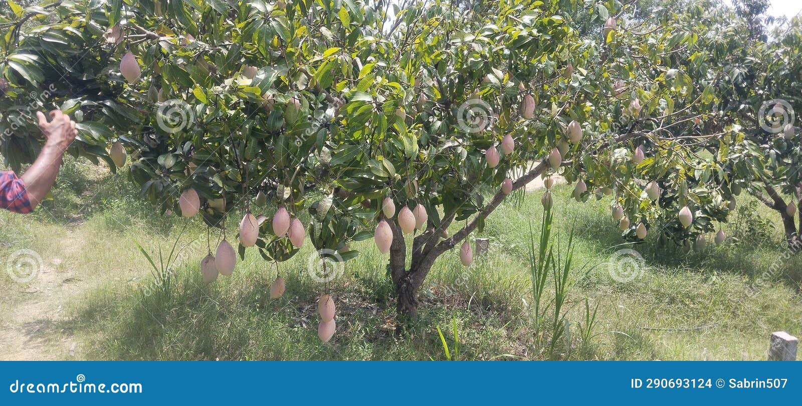 Mango trees and mango stock photo. Image of mango, evergreen - 290693124