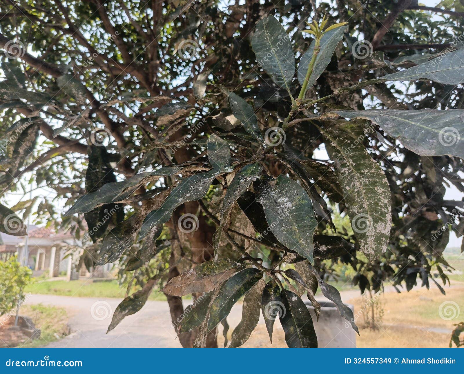 Mango Trees Attacked by Leaf Disease Stock Image - Image of mango ...