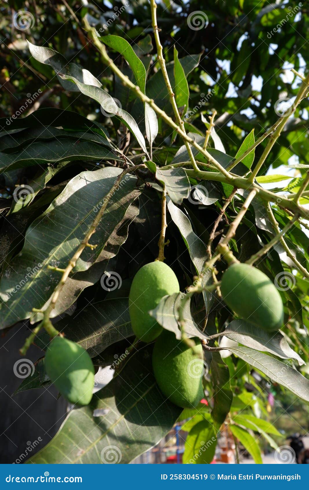 Mango Trees with Close Up View a Bunch of Mango Stock Image - Image of ...