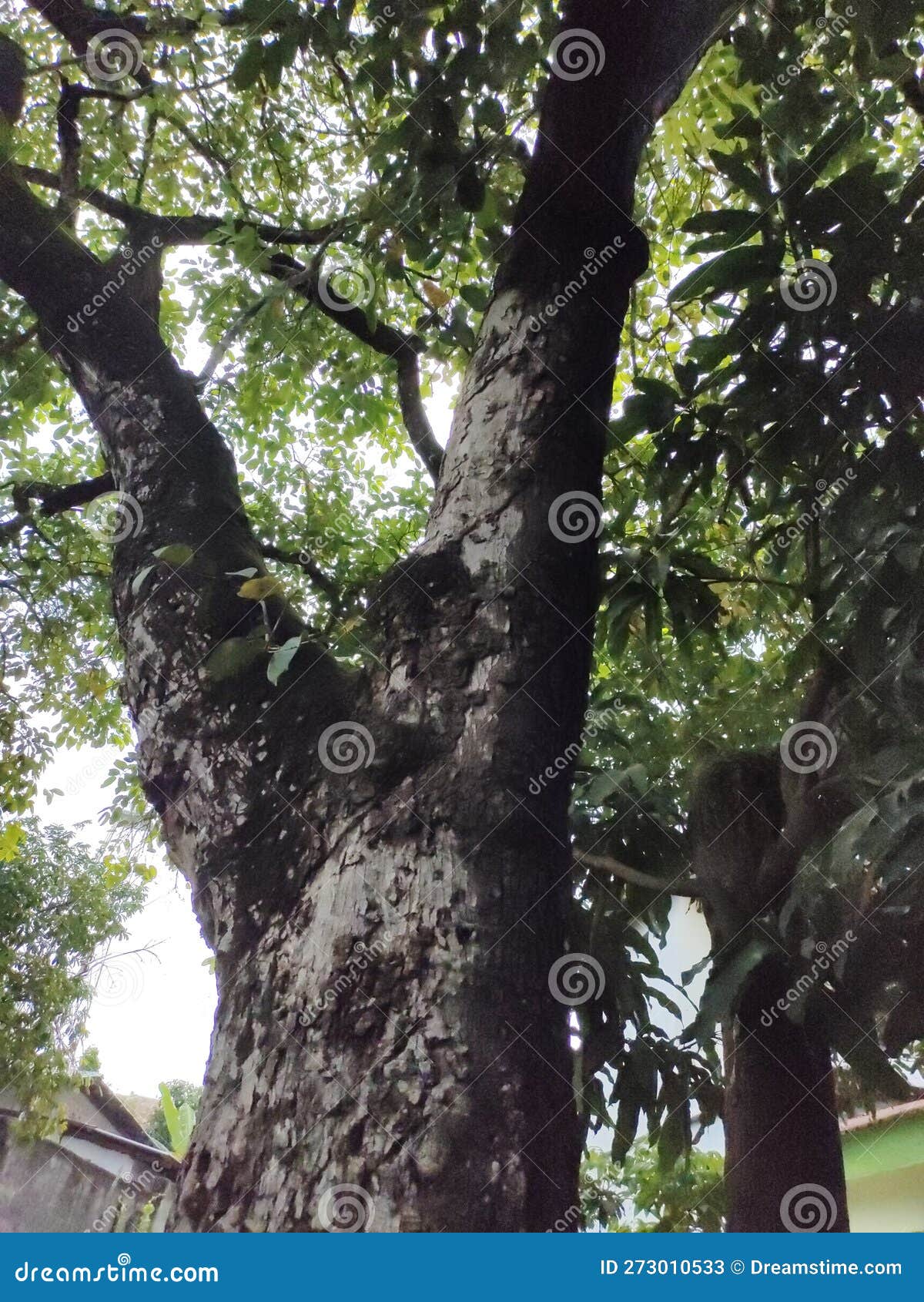 Mango Trees in East Nusa Tenggara Stock Image - Image of mango ...