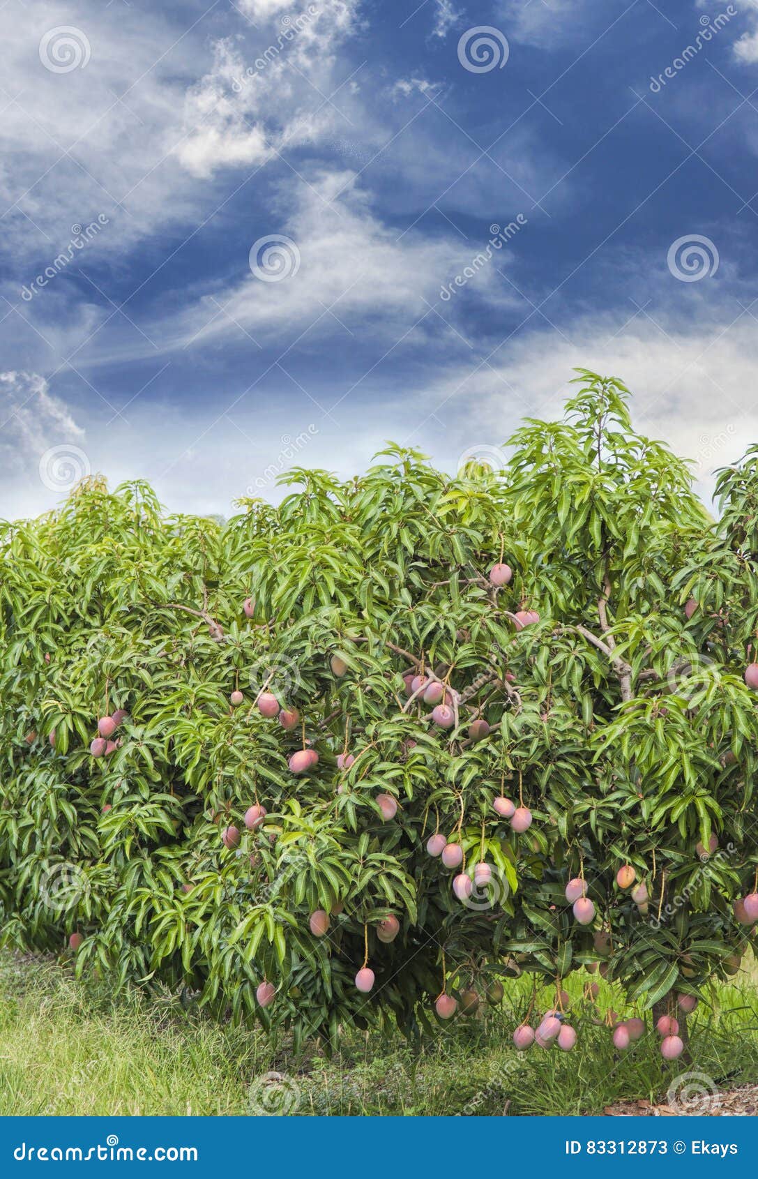Mango Trees on a Farm in North Queensland Australia Stock Image - Image ...