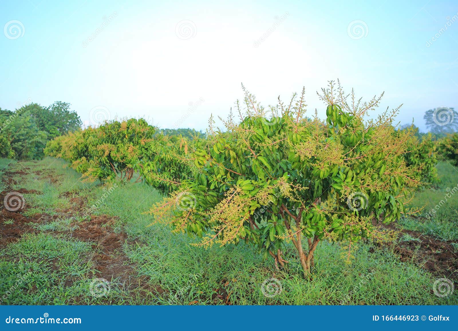 Mango Trees in Field with Bunches of Mango Flowers Stock Image - Image ...