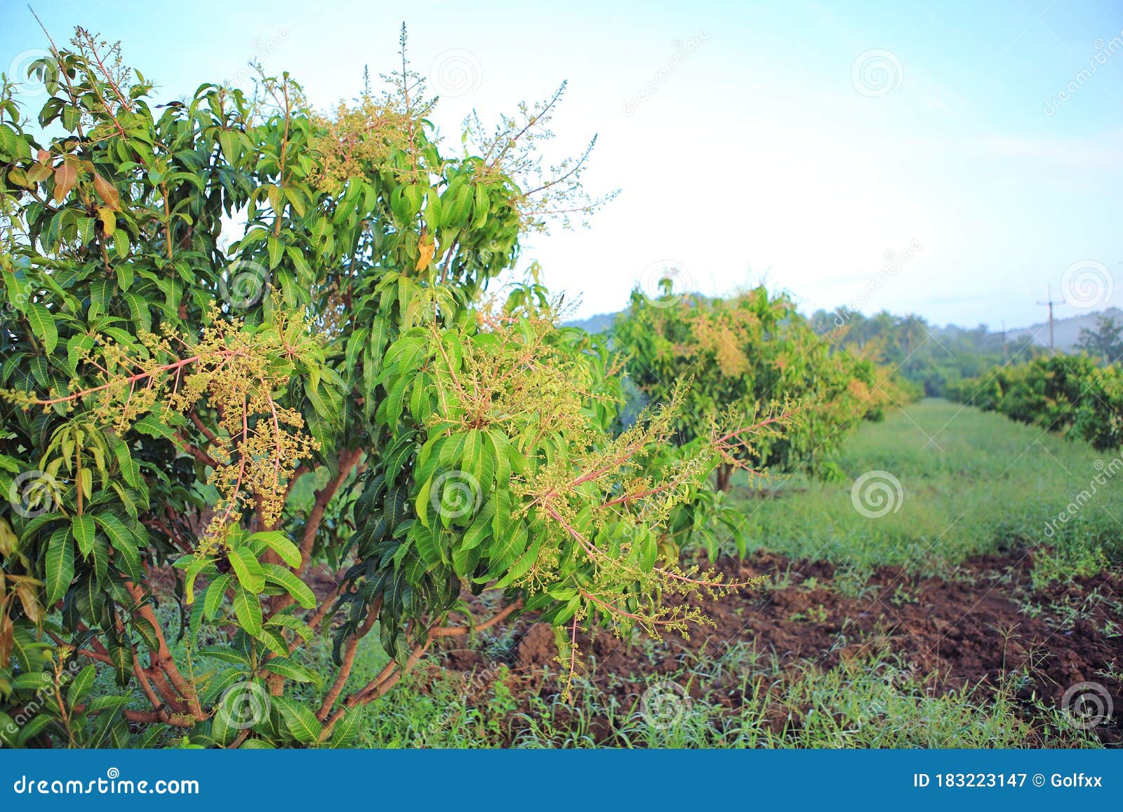 Mango Trees in Field with Bunches of Mango Flowers Stock Image - Image ...