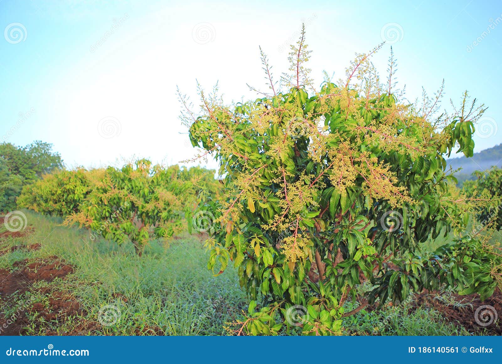Mango Trees in Field with Bunches of Mango Flowers Stock Image - Image ...