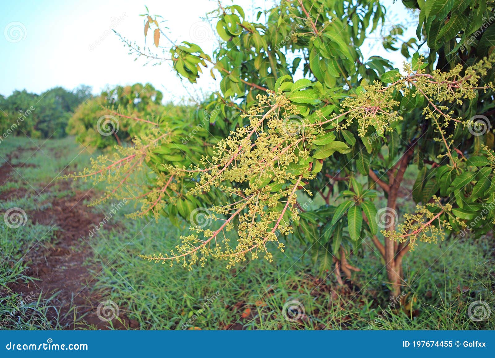 Mango Trees in Field with Bunches of Mango Flowers Stock Image - Image ...