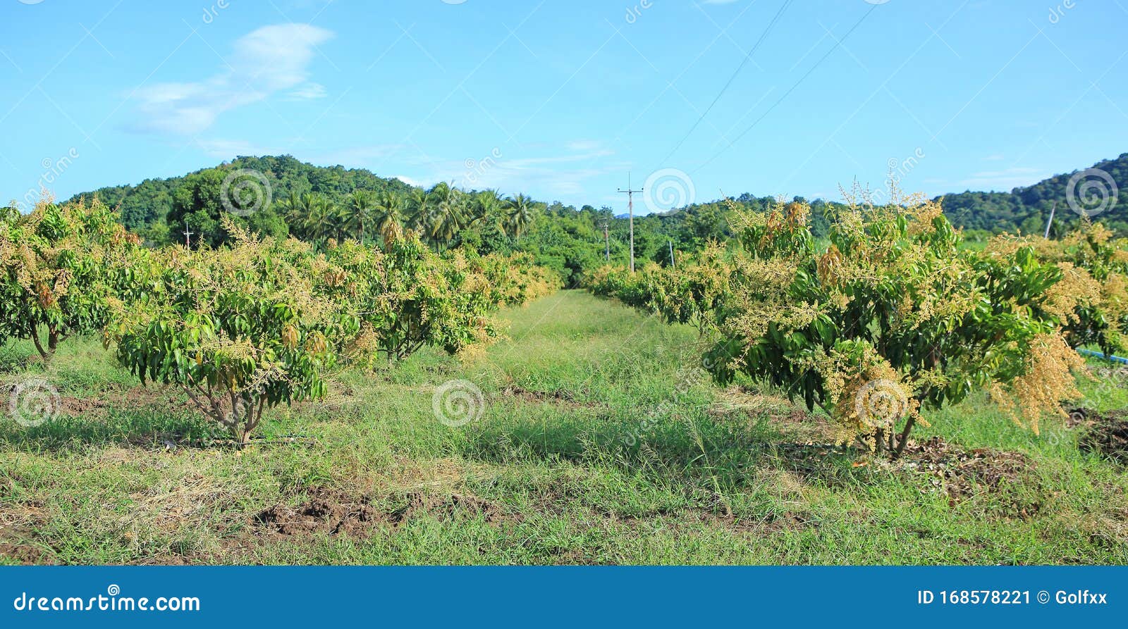 Mango Trees in Field with Bunches of Mango Flowers Stock Image - Image ...