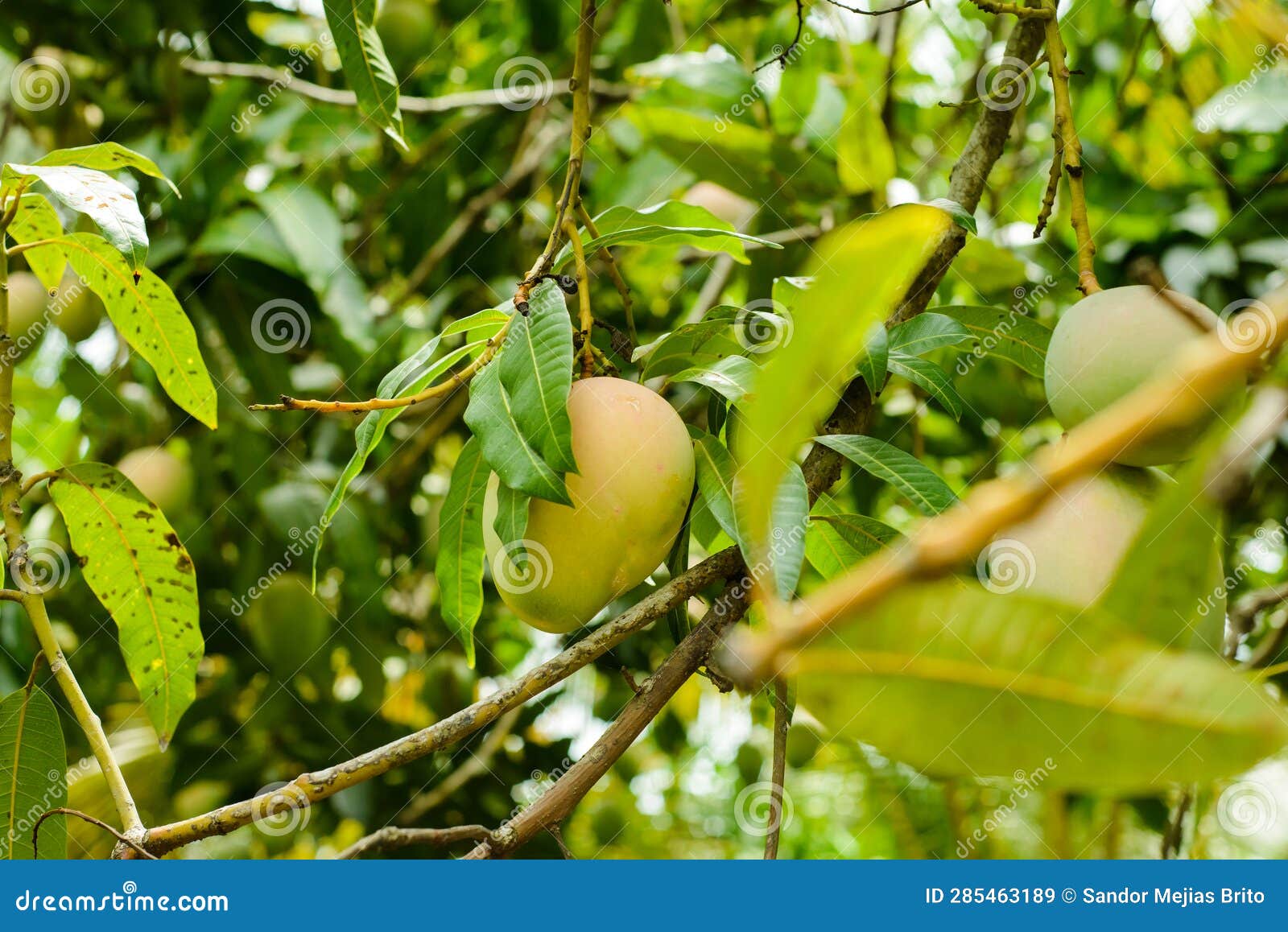 Mango Trees With Fruits Stock Image Image Of Tree Plant 285463189