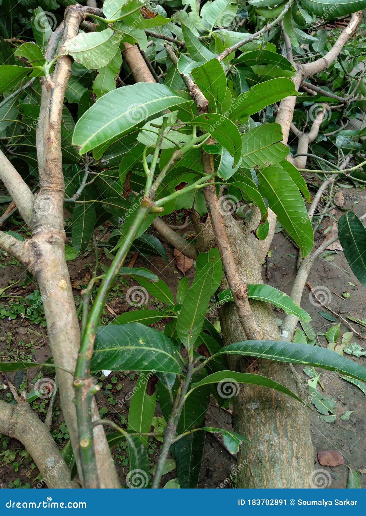 Mango Trees Getting Destroyed Due To Cyclone Stock Image - Image of ...