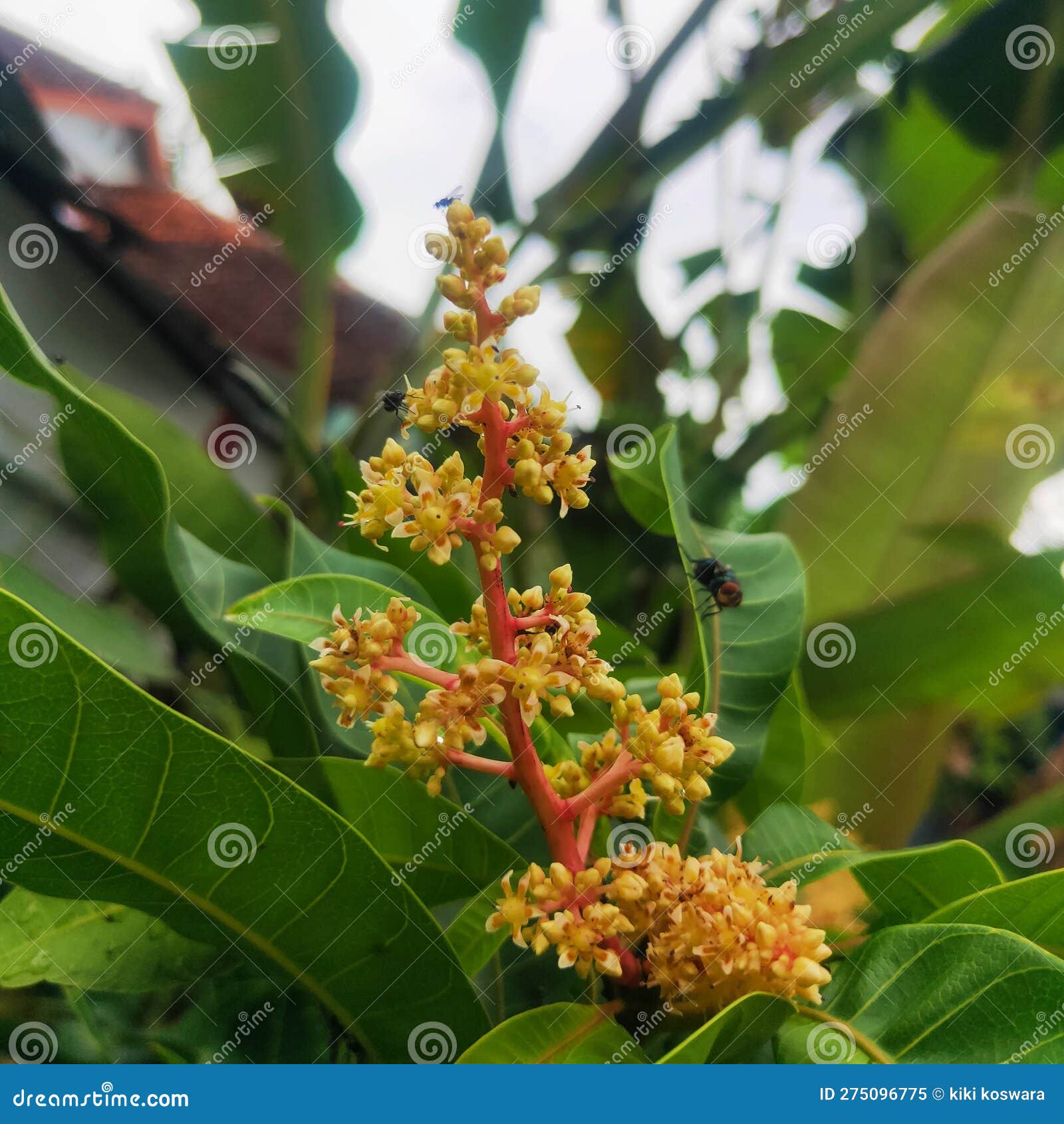 Mango Trees Grown in Pots for the First Time Begin To Learn To Flower ...
