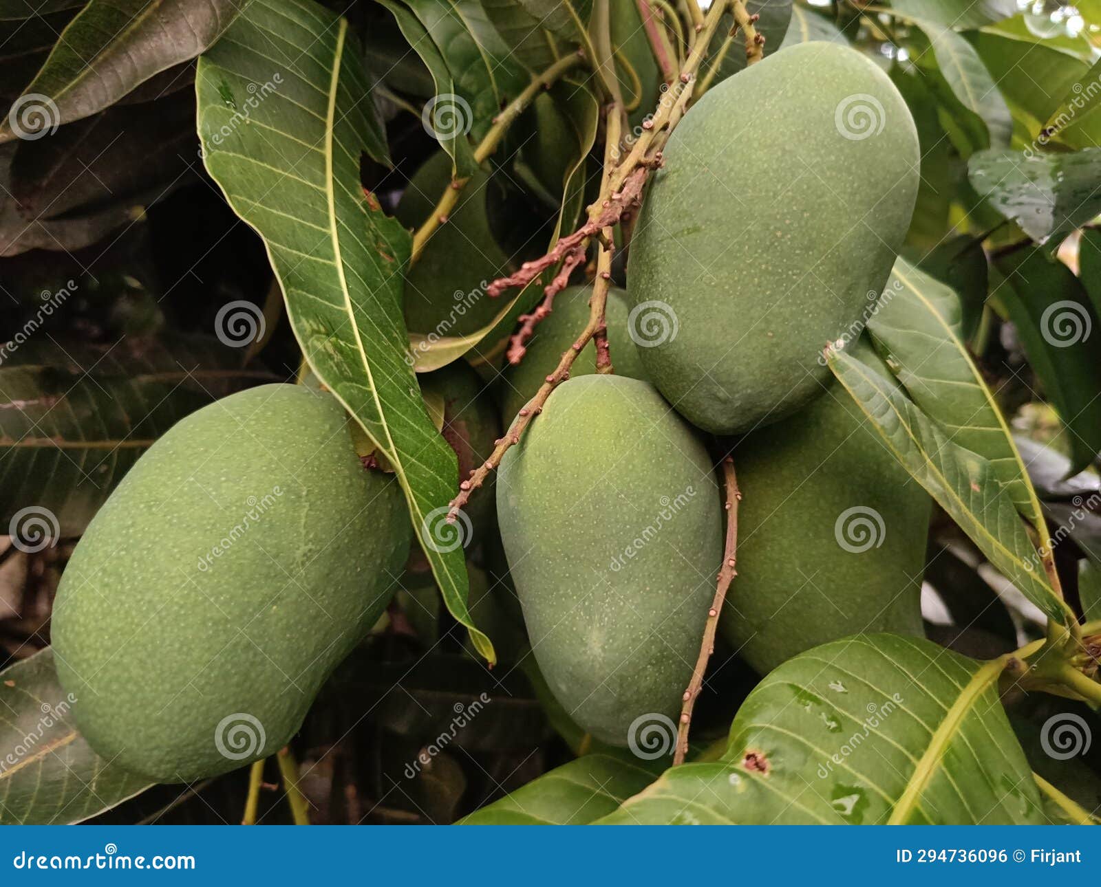 Mango Trees that Have Started To Harvest Stock Photo - Image of young ...