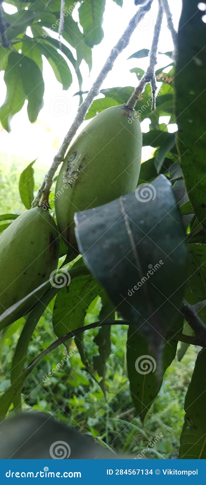 Mango Trees, Mango Leaves, Mango Tree Trunks that Bear Fruit Waiting To ...