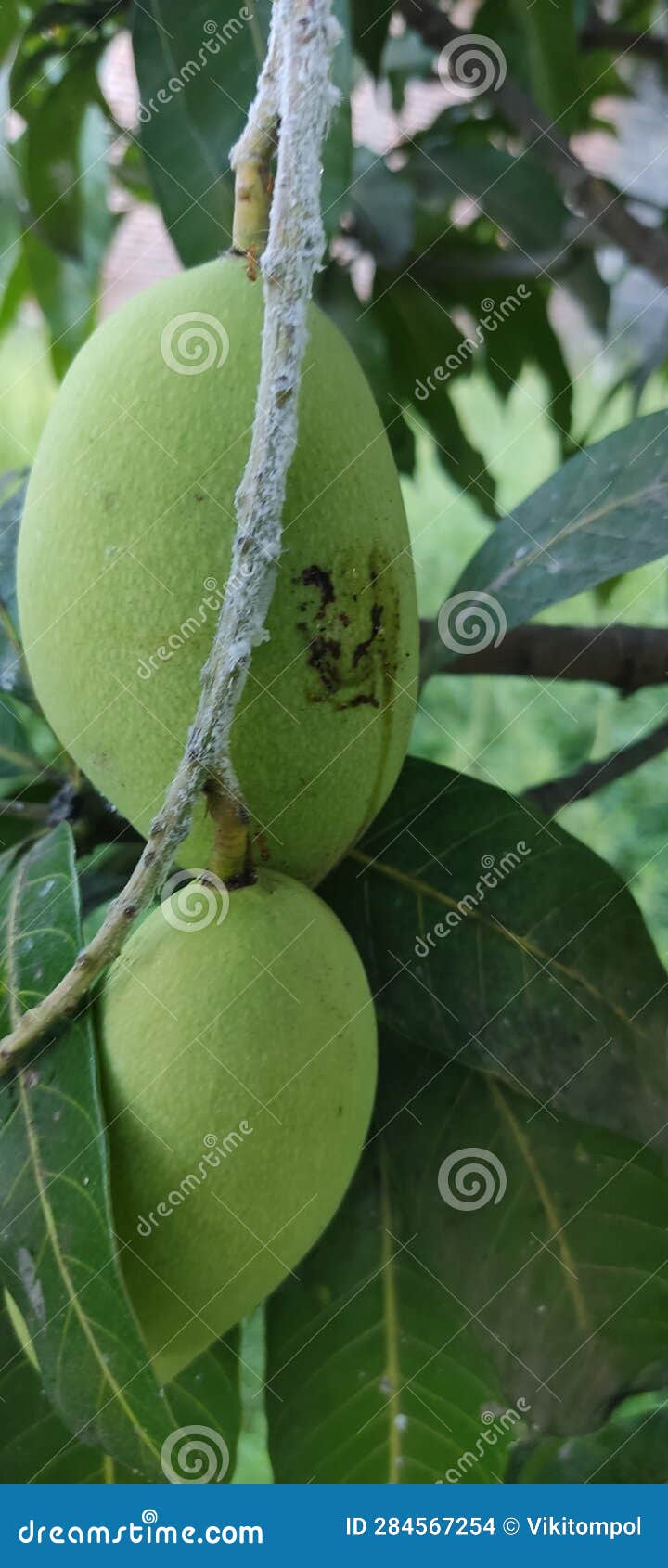 Mango Trees, Mango Leaves, Mango Tree Trunks that Bear Fruit Waiting To ...