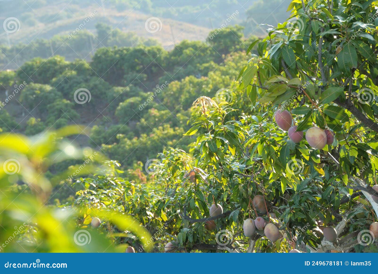 Mango Trees with Mangoes Hanging in a Tropical Plantation Stock Image ...