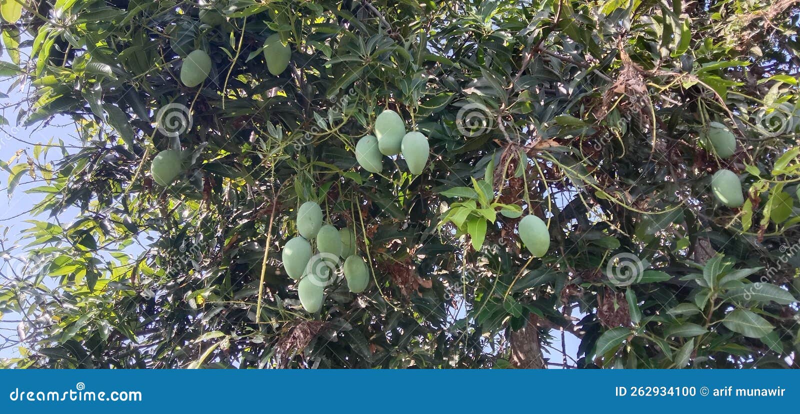 Mango Trees, Mangoes, Mangoes with Heavy Fruit, Young Mangoes, Lots of ...