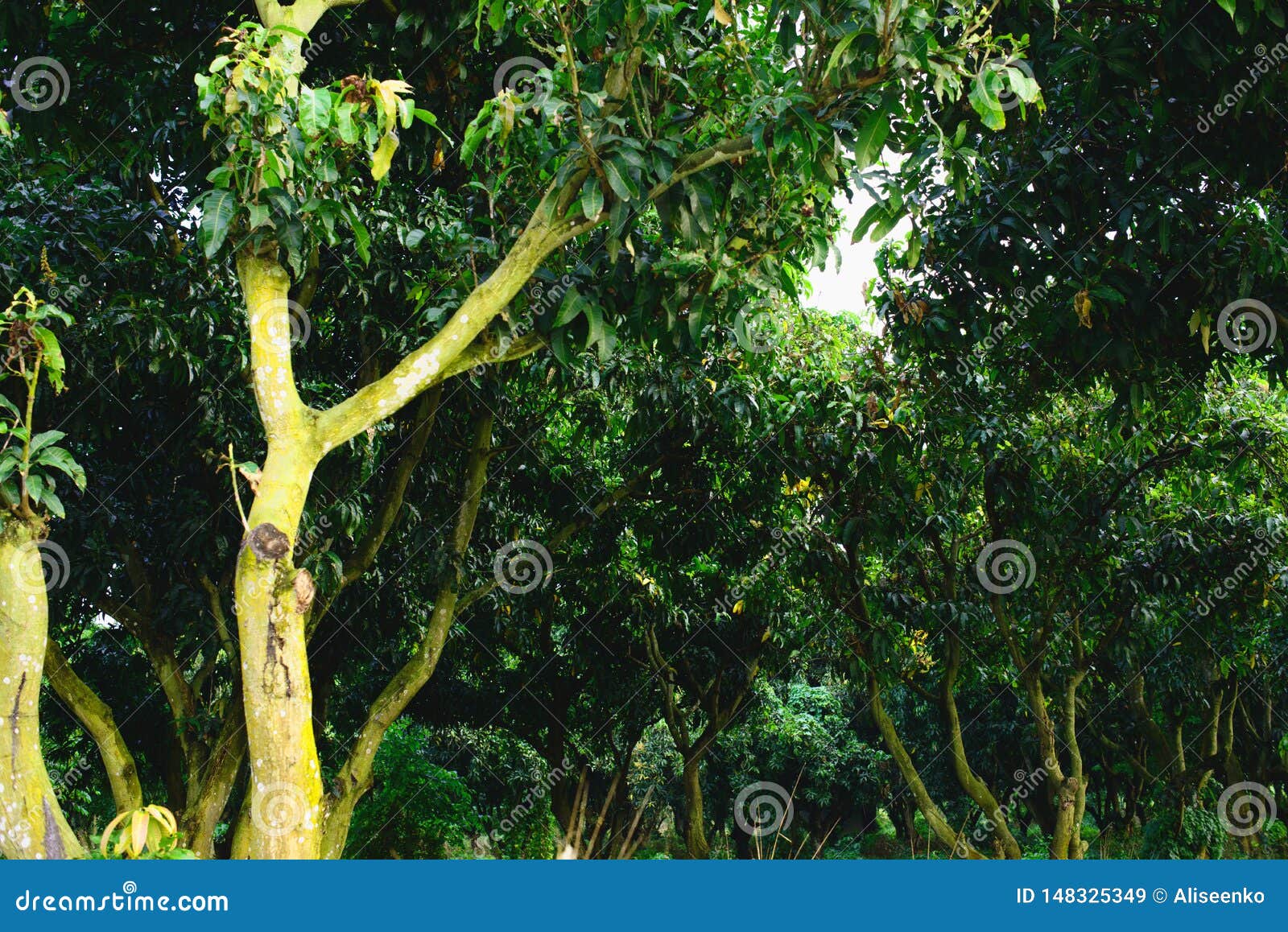 Mango Trees, Orchard or Little Forest. Agricultural Concept Stock Image ...