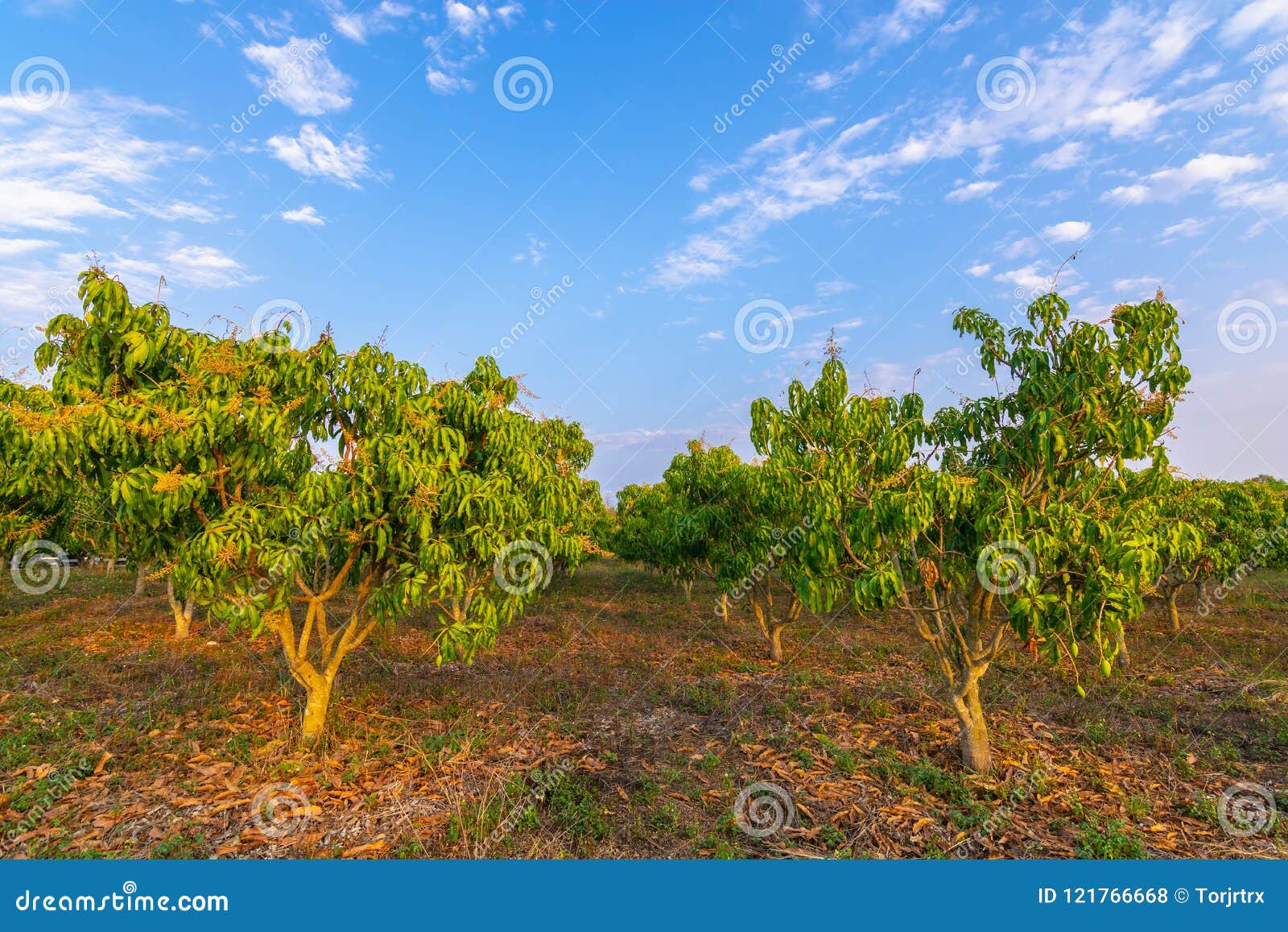 Mango Trees at Mango Orchard in Sunset Light with Blue Sky. Stock Photo ...