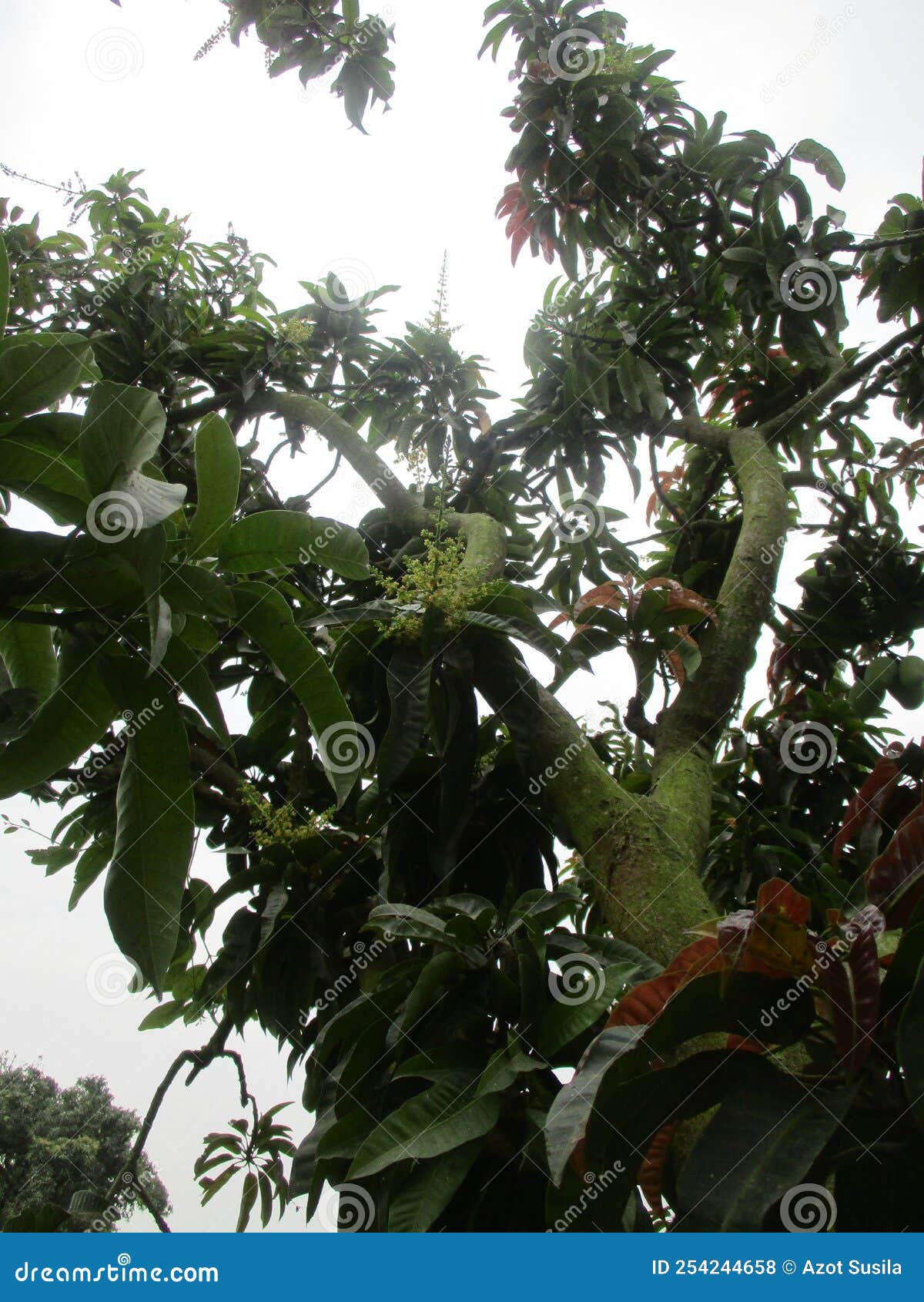 Mango Trees Planted on the Edge of the Fields in the Middle of the Rice ...
