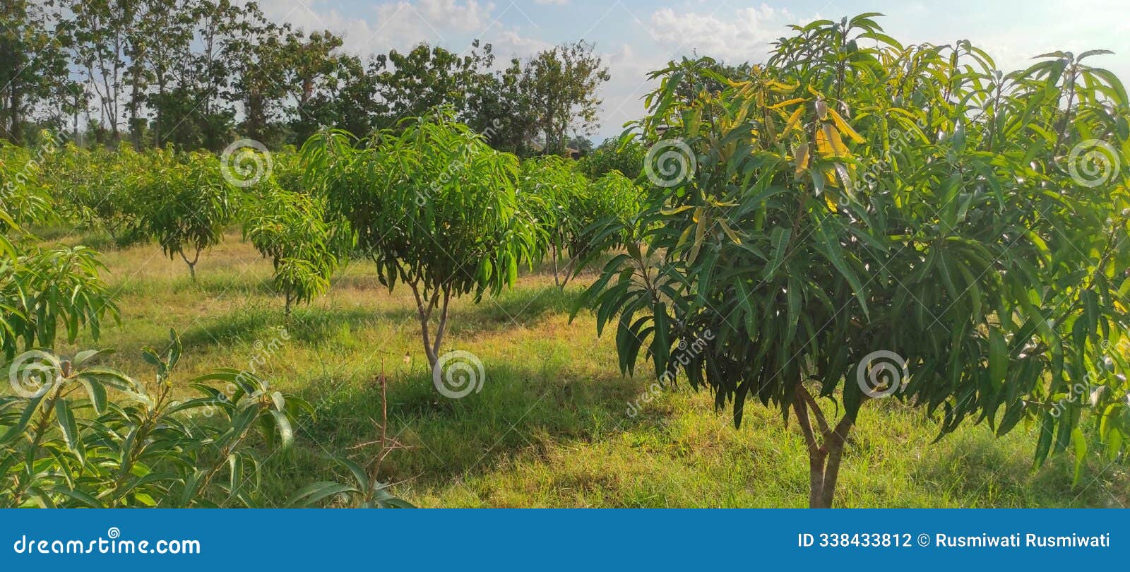 Mango Trees Planted in the Mango Orchard Stock Photo - Image of nature ...