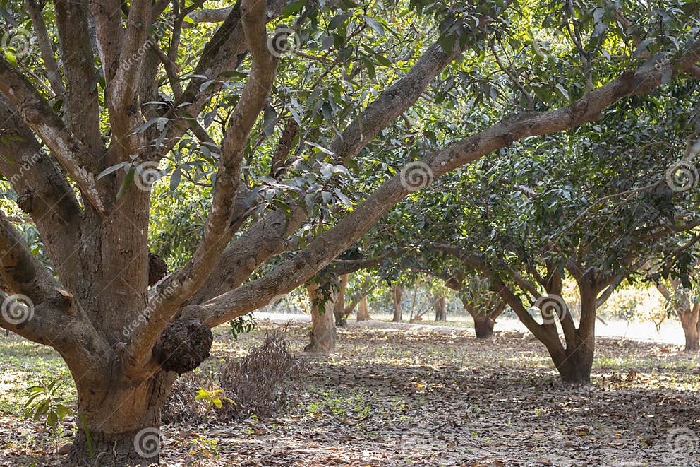 Mango trees stock image. Image of nature, farm, climate - 269600281