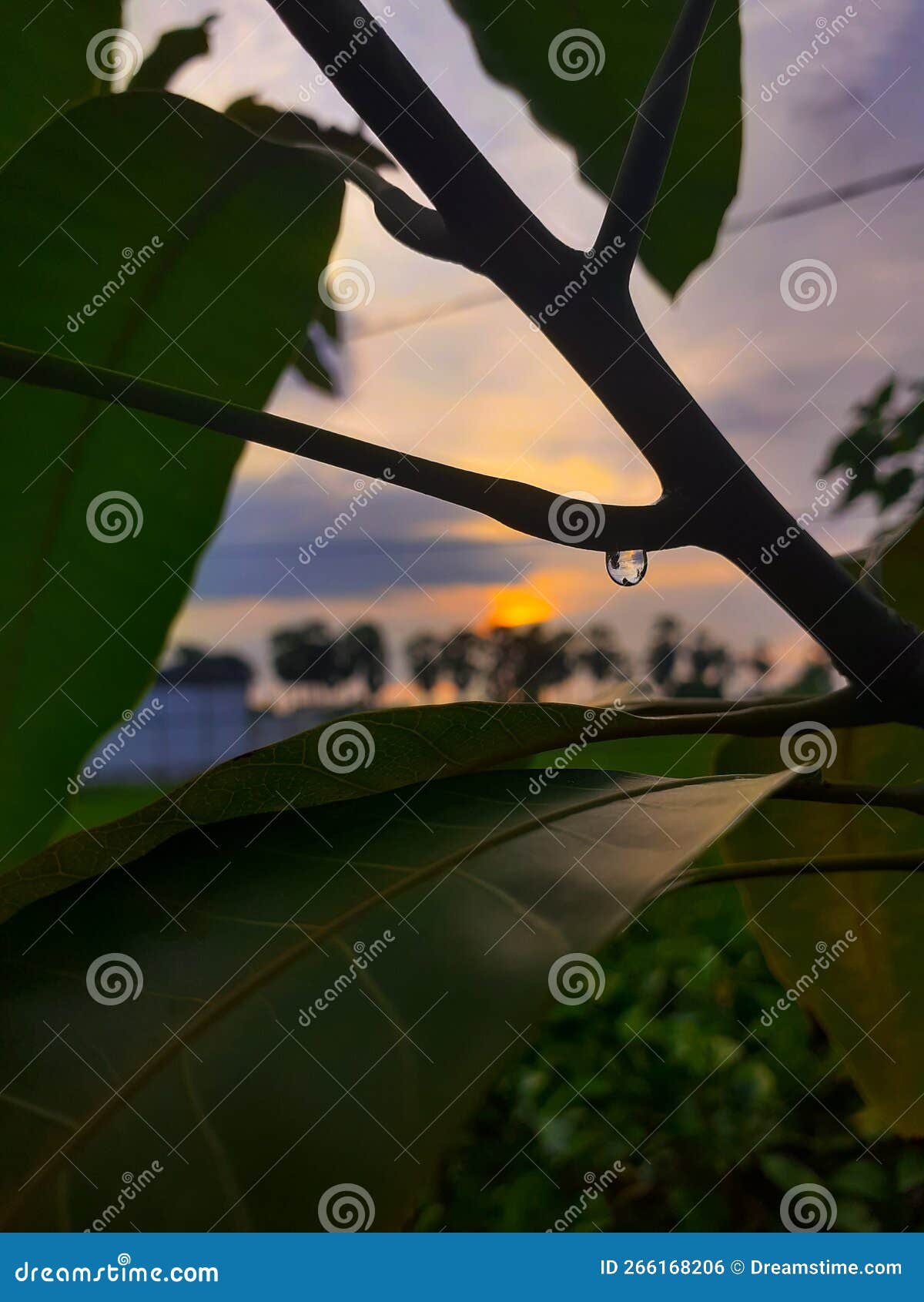 Mango Trees Sweat in the Morning Stock Photo - Image of nature, flower ...