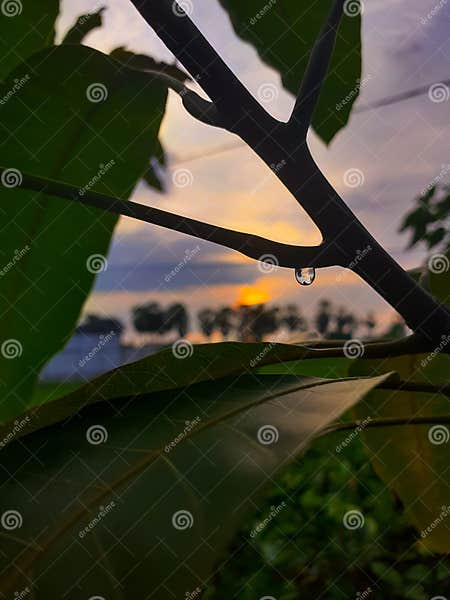 Mango Trees Sweat in the Morning Stock Photo - Image of nature, flower ...