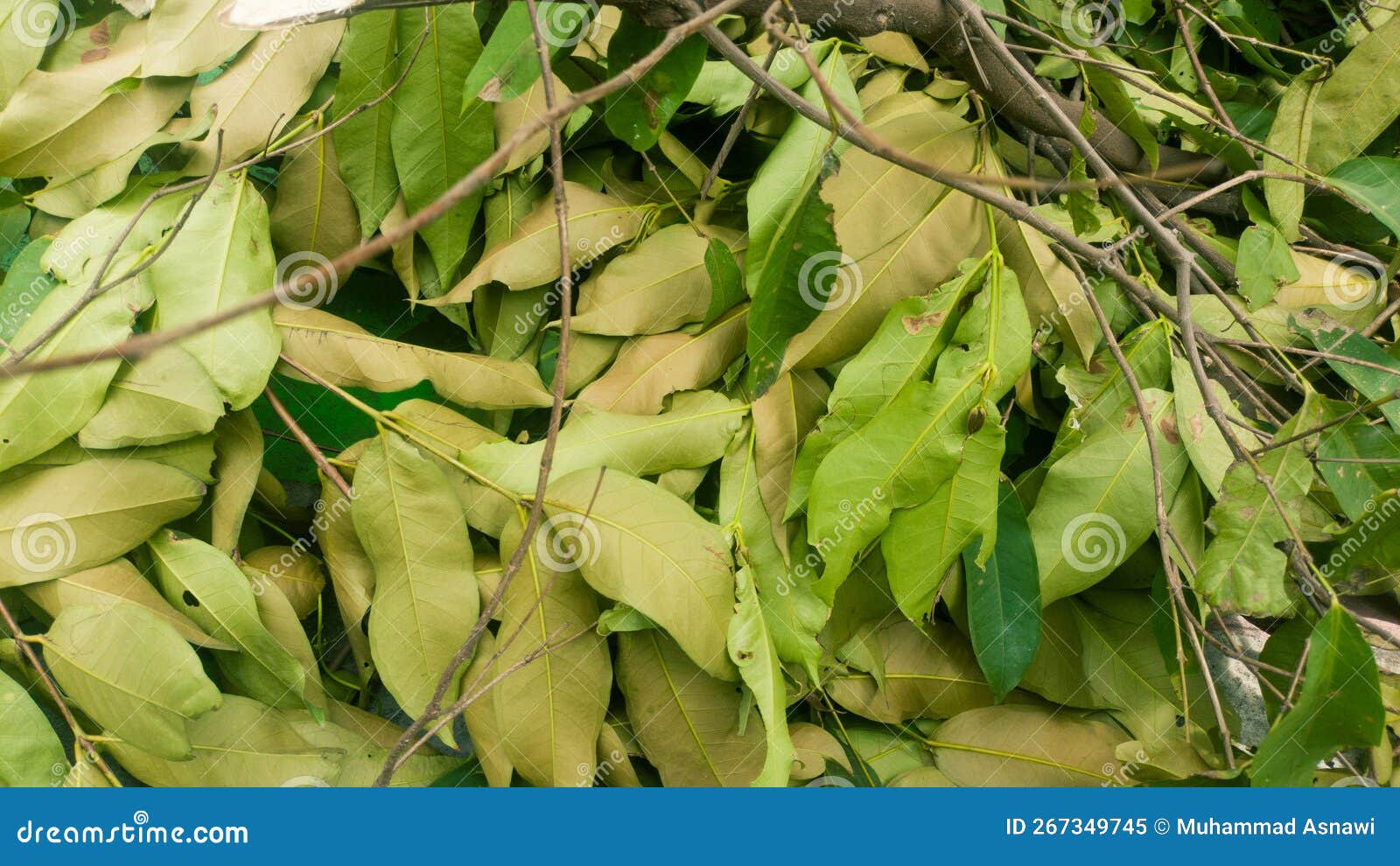 Mango Twigs and Leaves in Close-up Photo Stock Image - Image of branch ...