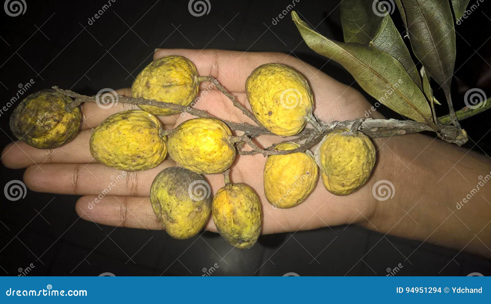 Mango varieties stock photo. Image of small, variety - 94951294