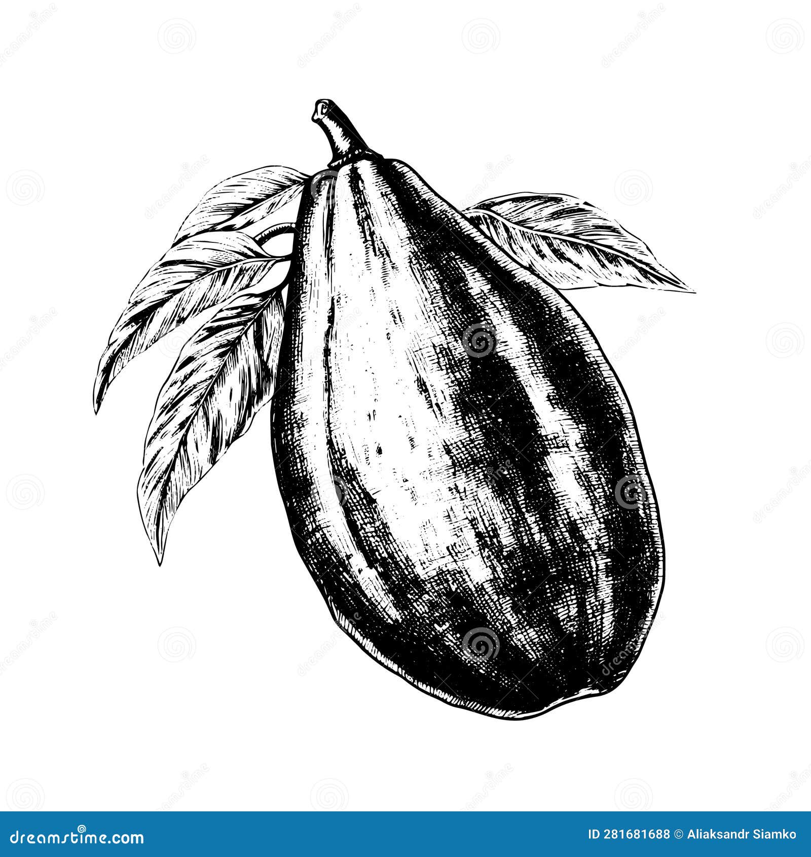 Mango Vector Drawing. Isolated Hand Drawn, Engraved Style Illustration ...