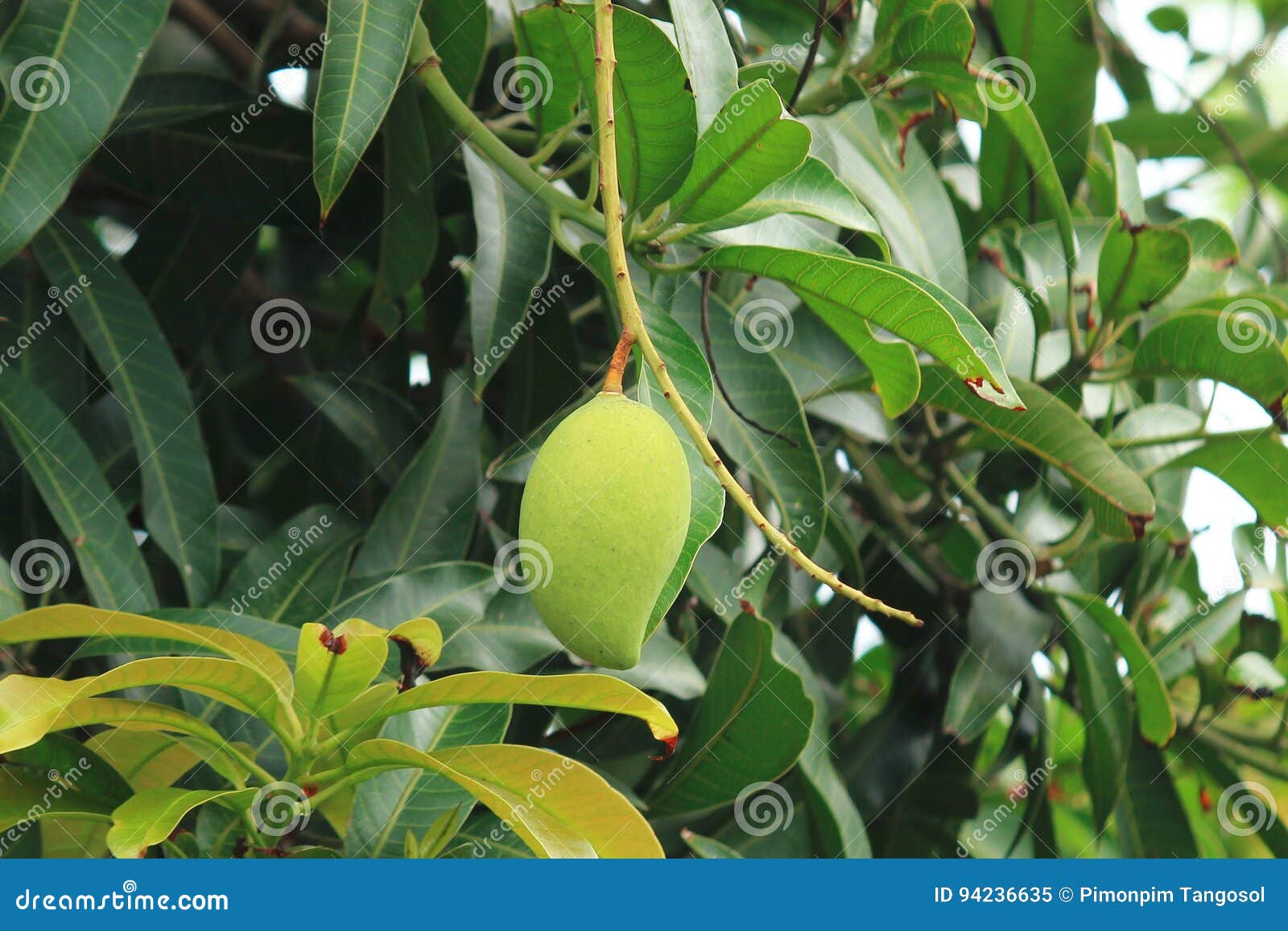 Mango verde imagen de archivo. Imagen de vegetariano - 94236635