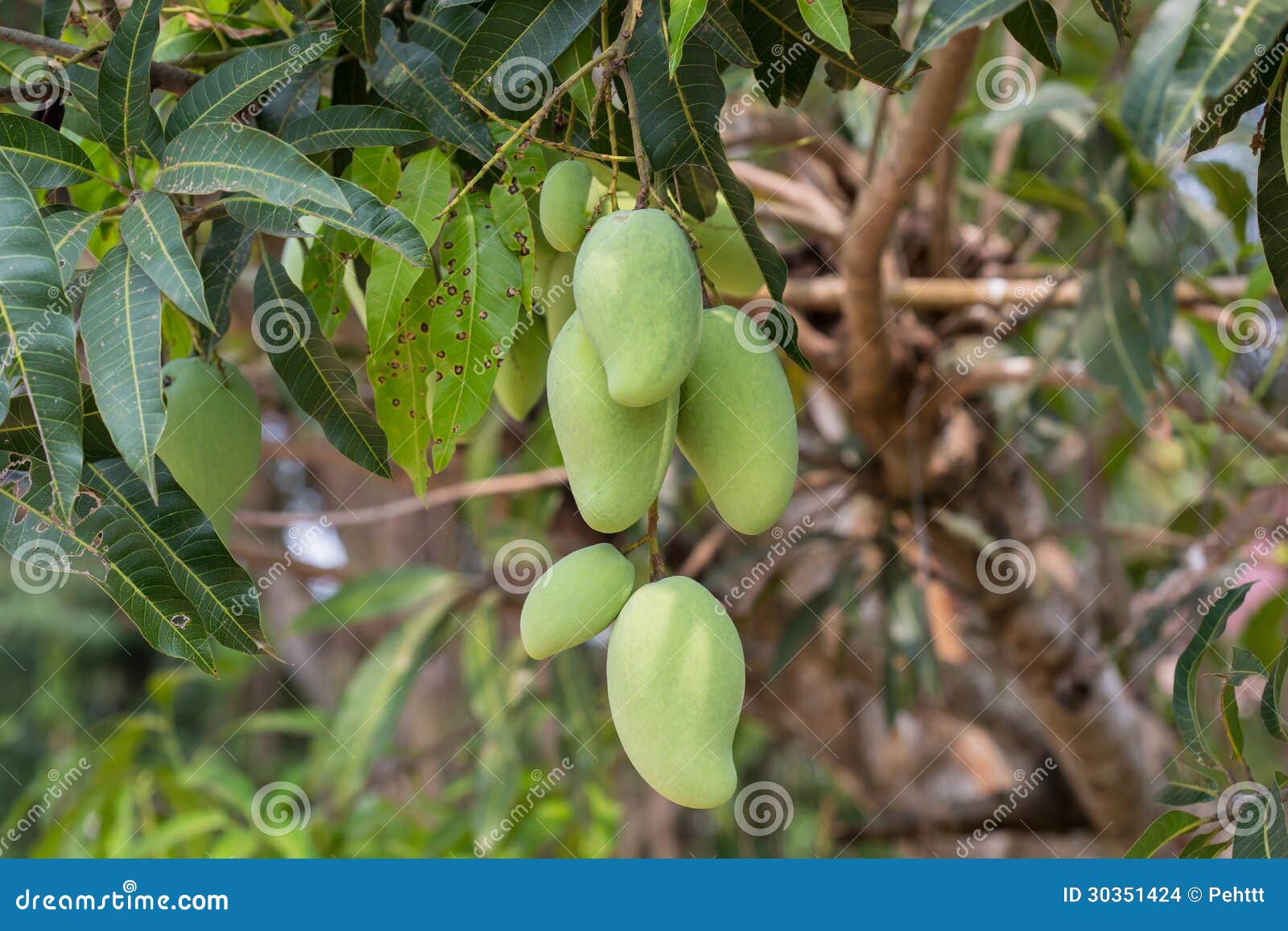 Mango verde sull'albero. fotografia stock. Immagine di nutrizione ...