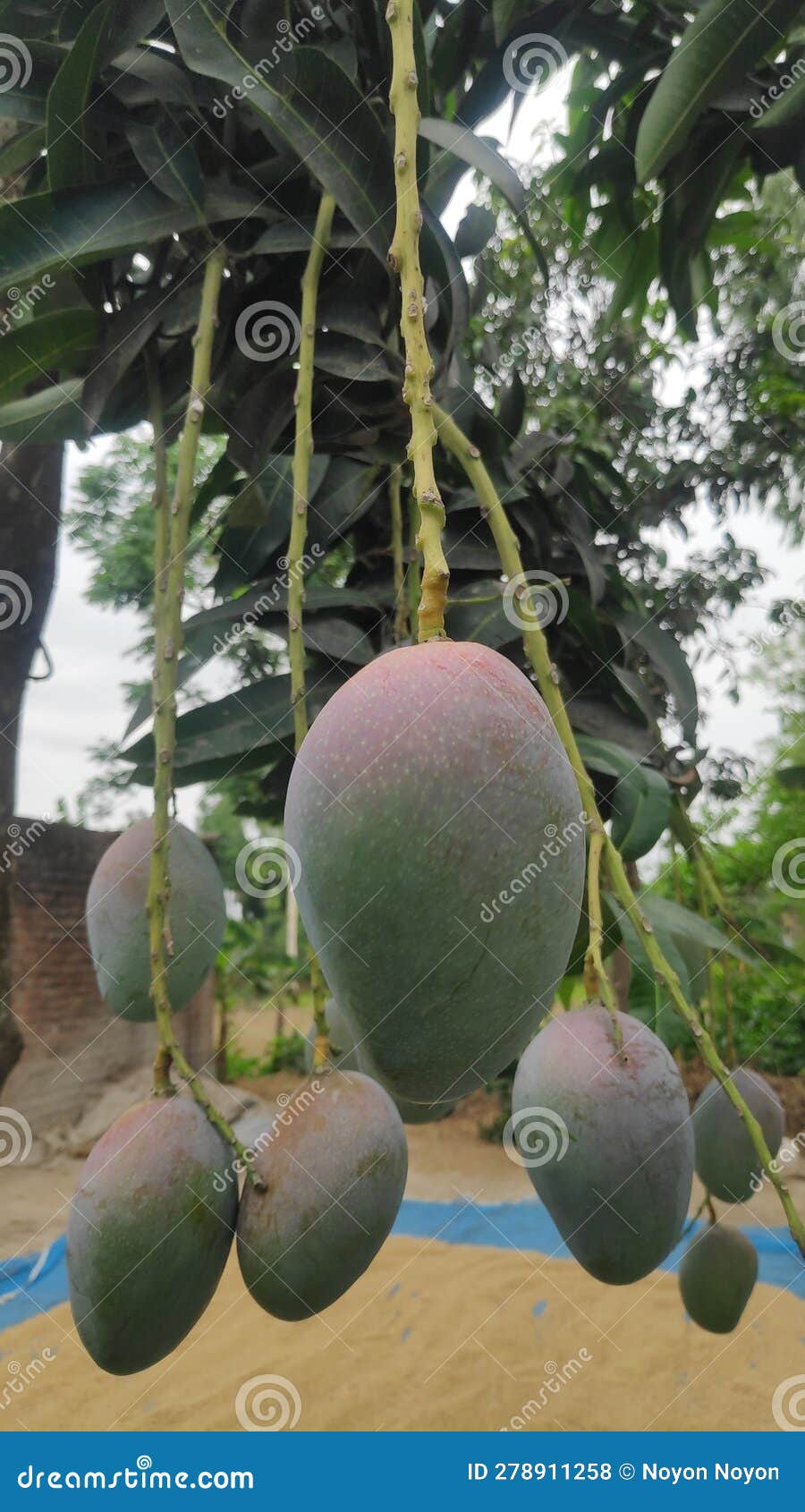 The Fruit is Called Mango, it is Very Tasty. the Mango Variety is ...