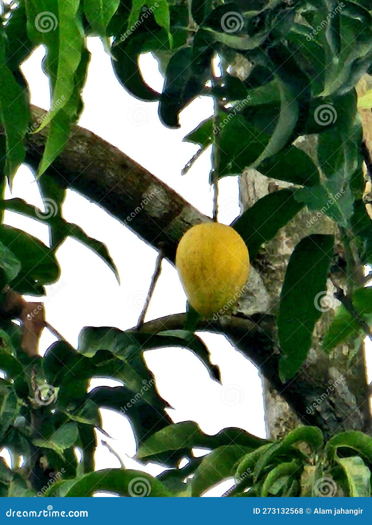 Mango Village Tree Test Sweet Stock Photo - Image of mango, village ...