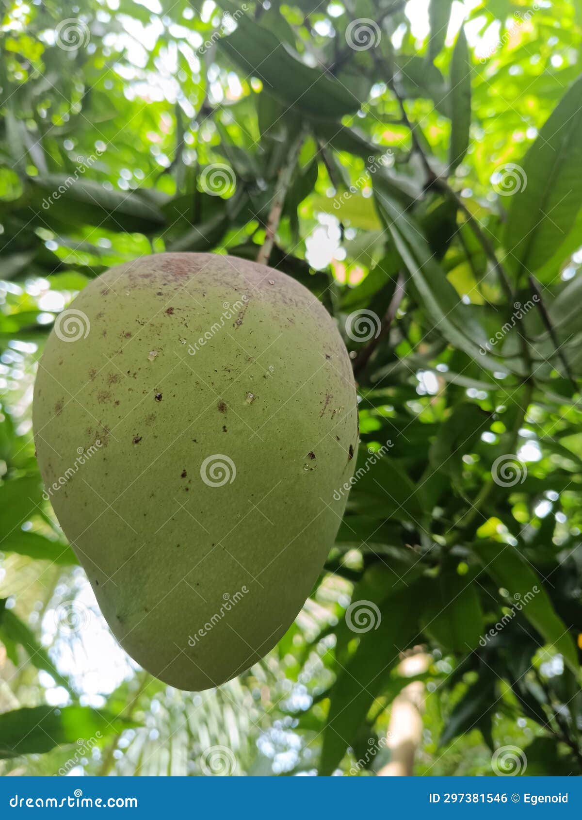 Mango Weighing Approximately 2 Kg that is Not yet Ripe Stock Photo ...